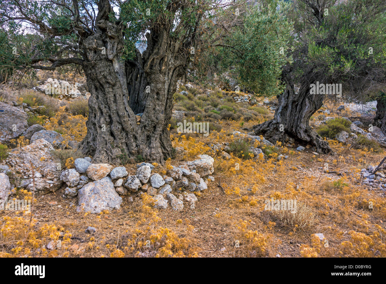Olive trees greece hi-res stock photography and images - Alamy