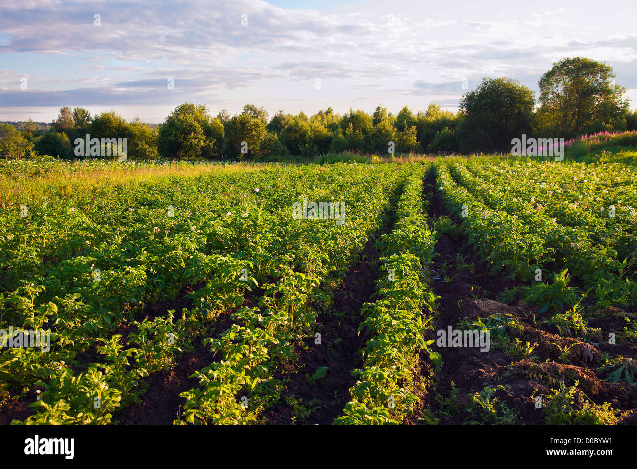 Potatoes plantation with a sunset light Stock Photo - Alamy