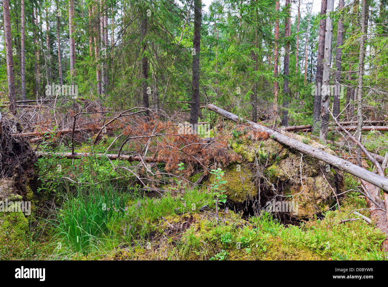 Fallen trees in the forest Stock Photo - Alamy
