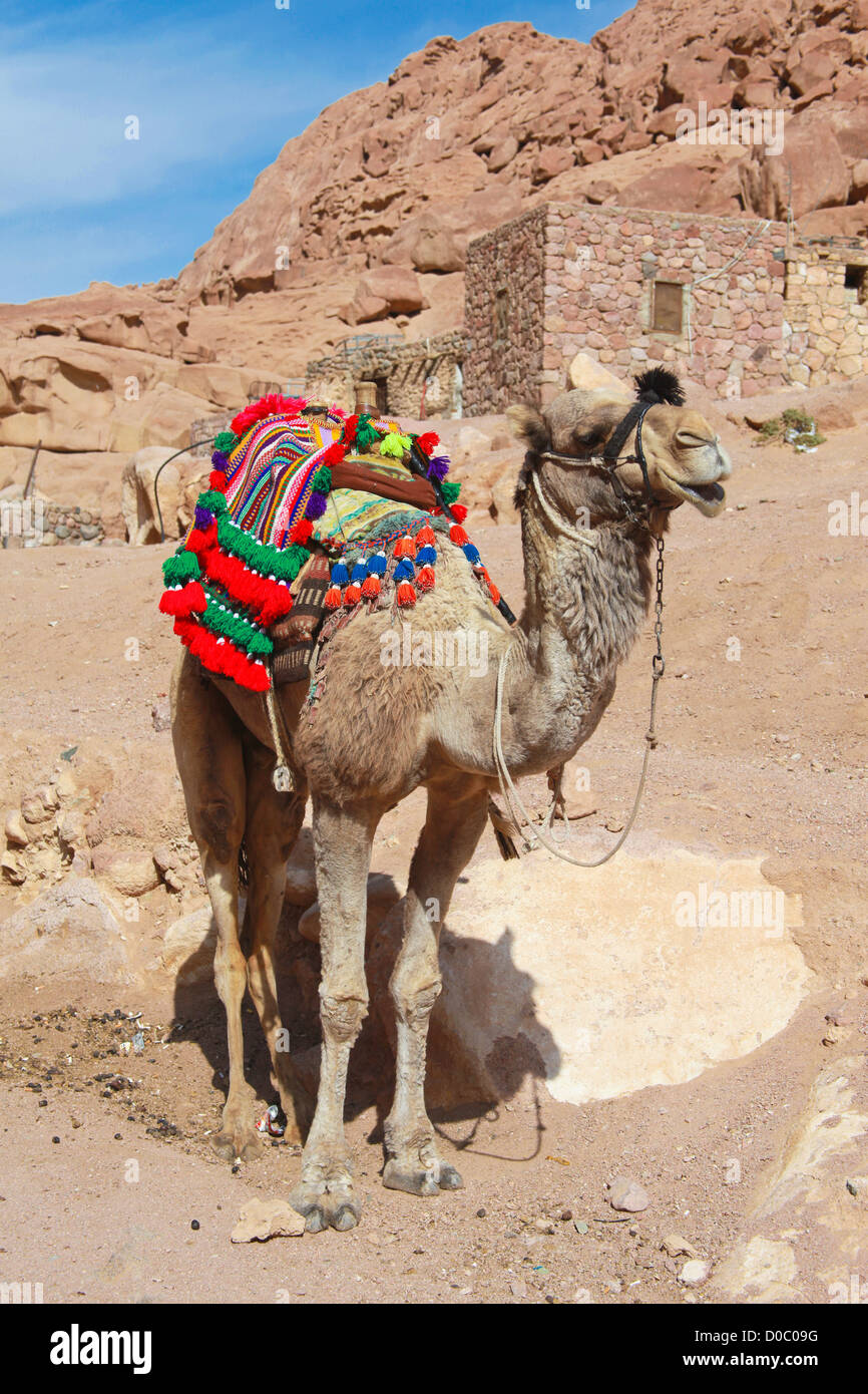 Colourful camel dressed for tourists outside St Catherine monastery in ...