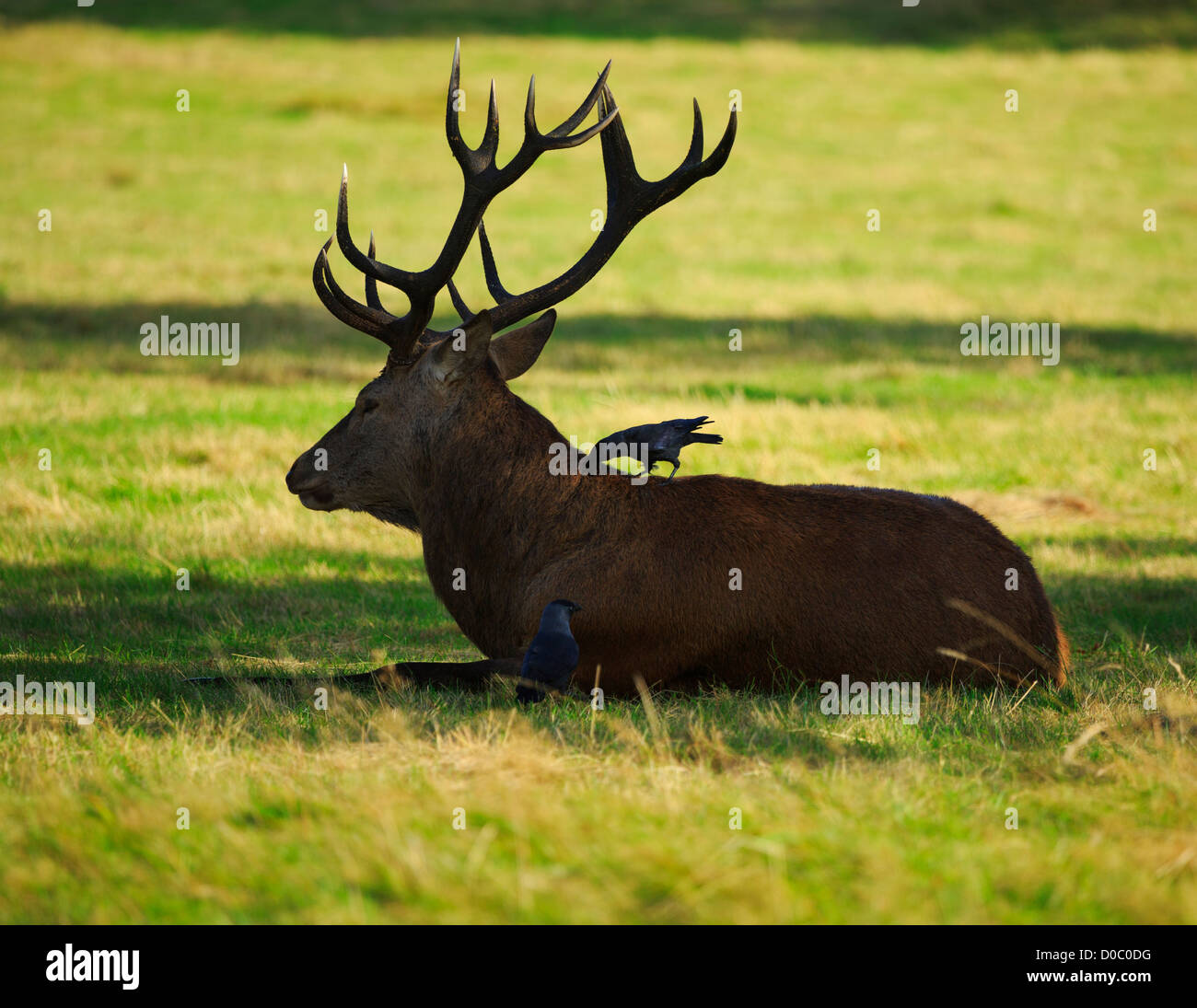 Two Jackdaws, Corvus monedula, pick insects from a red deer stag ...