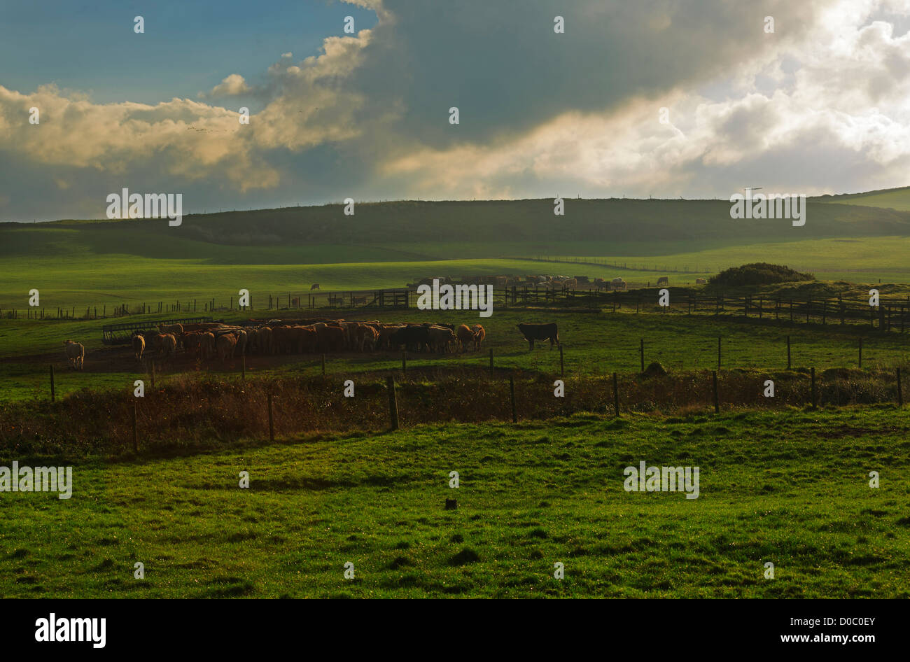 Cattle in the field hi-res stock photography and images - Alamy