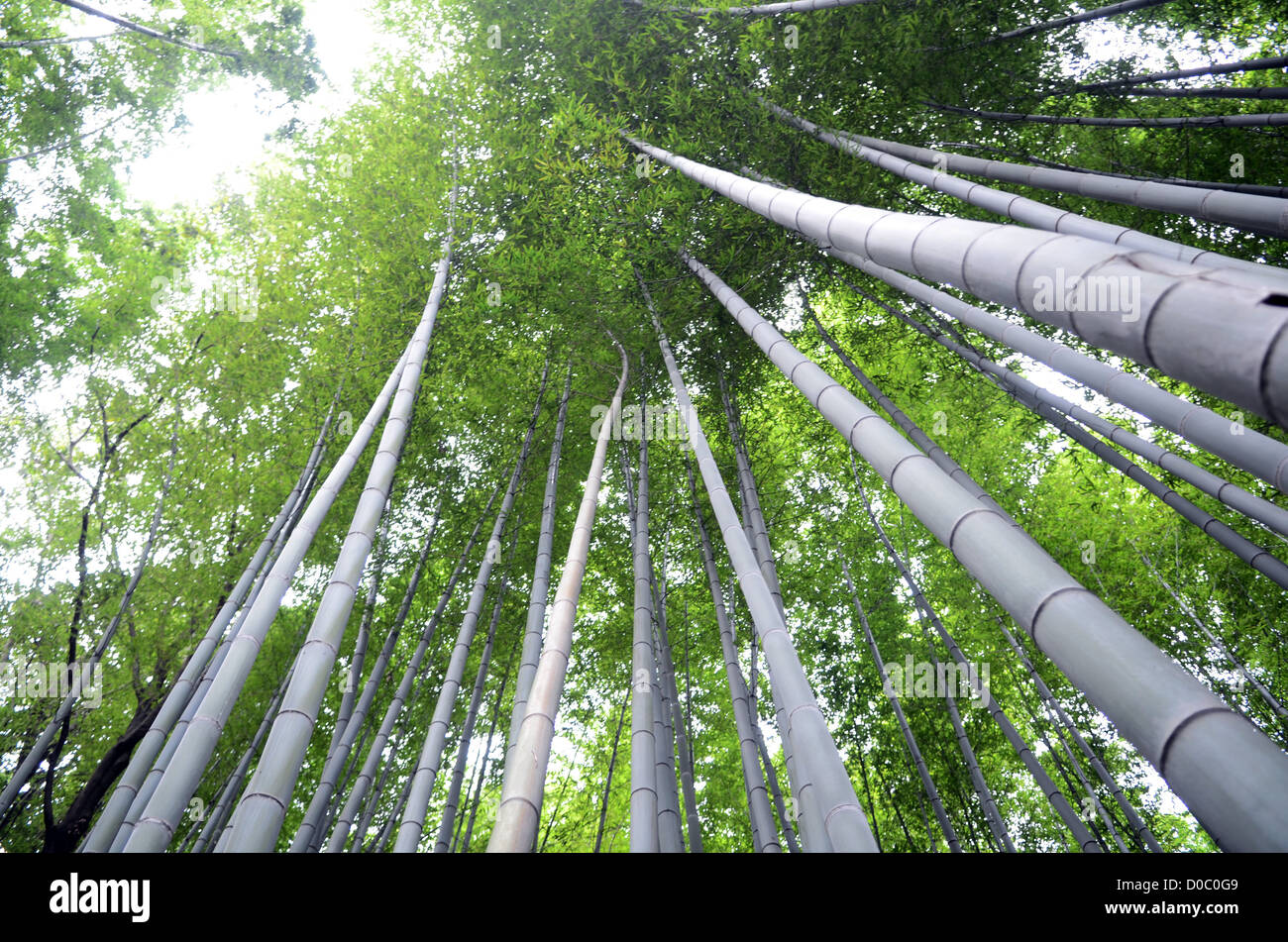 Arashiyama Bamboo Path through the Sagano Bamboo Forest Stock Photo - Alamy