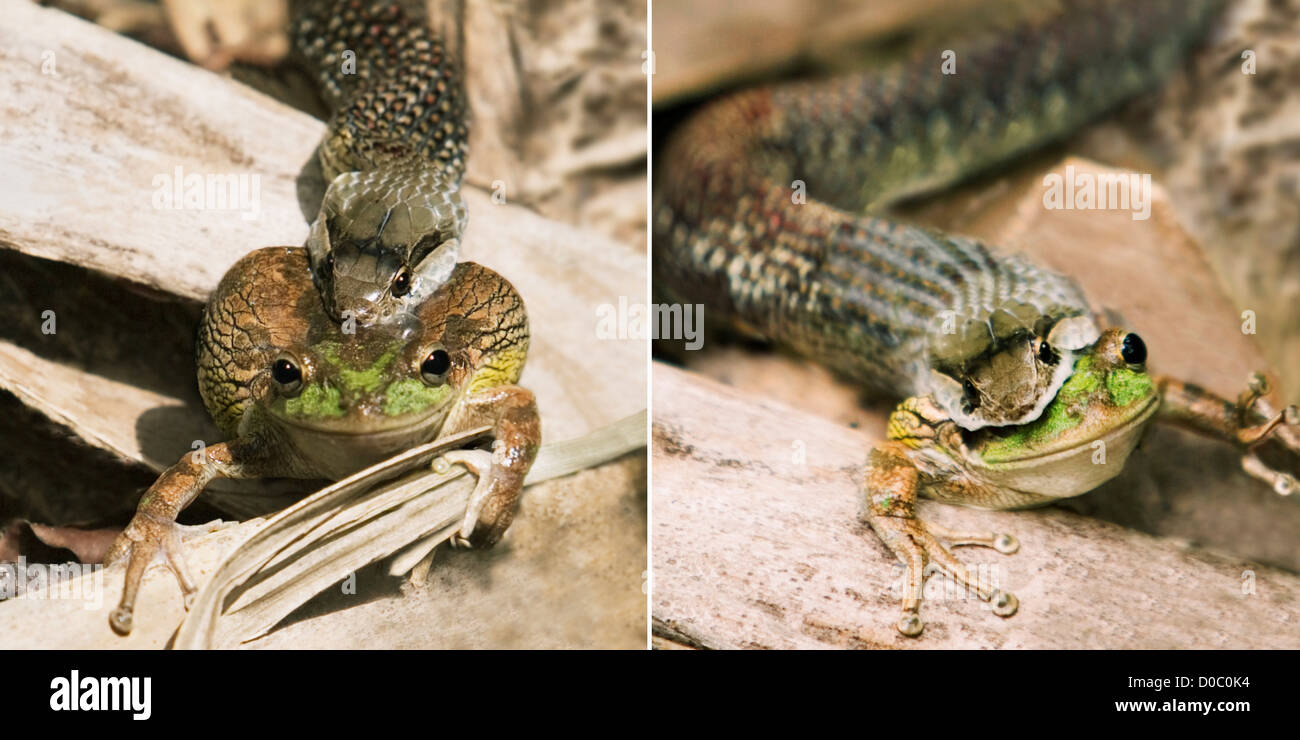 Photo Mosaic of a Snake Eating a Frog Stock Photo - Alamy