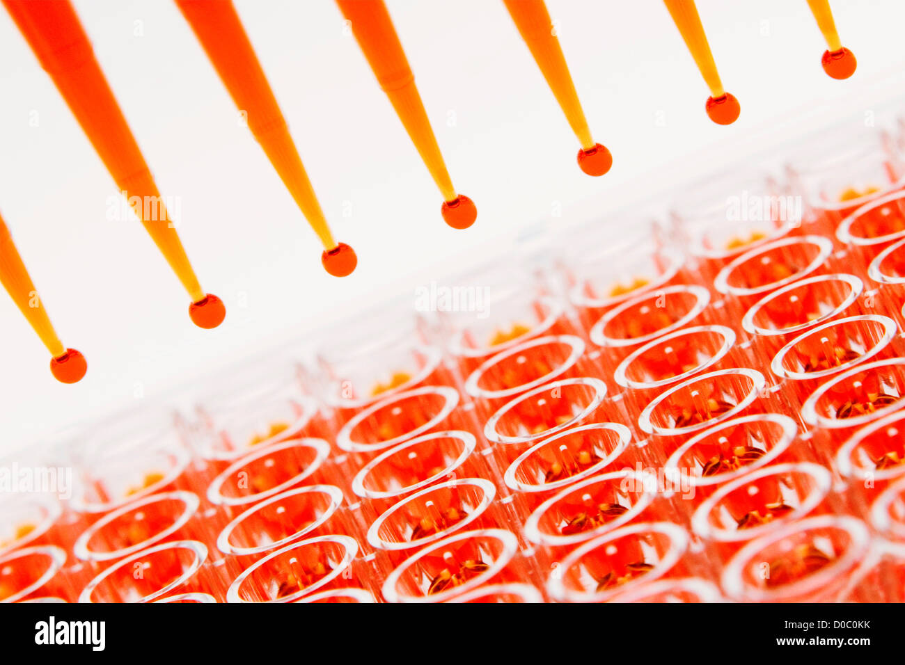 Multi-Channel Pipette Dispensing Sample into a 96 Well Plate Stock ...