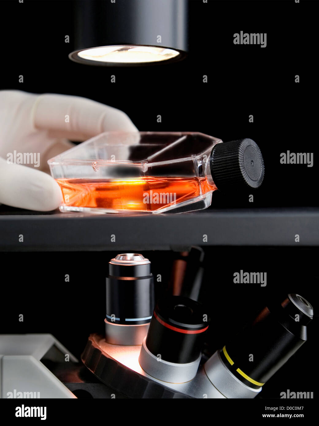 A Scientist Uses an Inverted Microscope to Monitor Cell Growth Stock ...