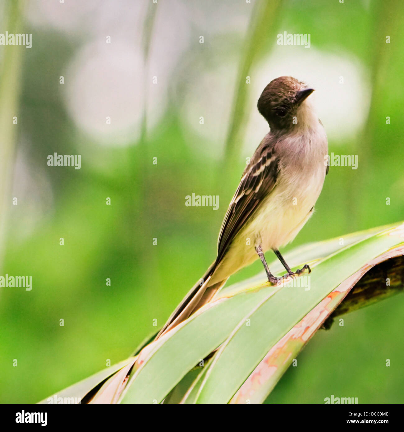 Tropical wren hi-res stock photography and images - Alamy