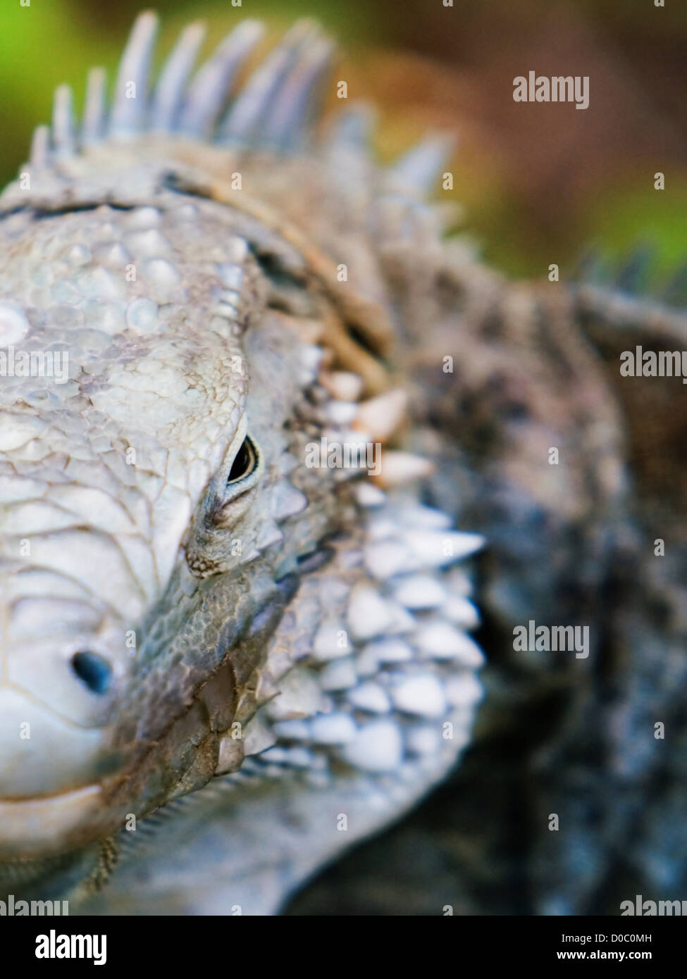 Cayman Island's Blue Dragon Stock Photo - Alamy