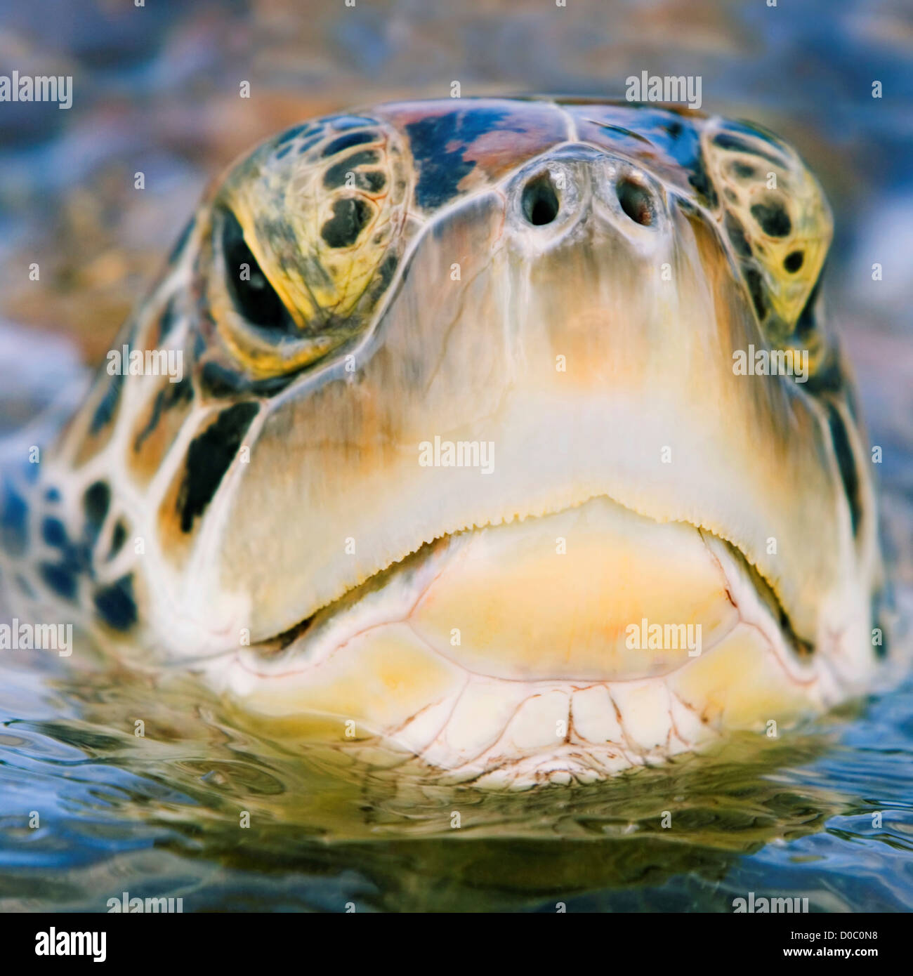 Grumpy Green Turtle Stock Photo - Alamy