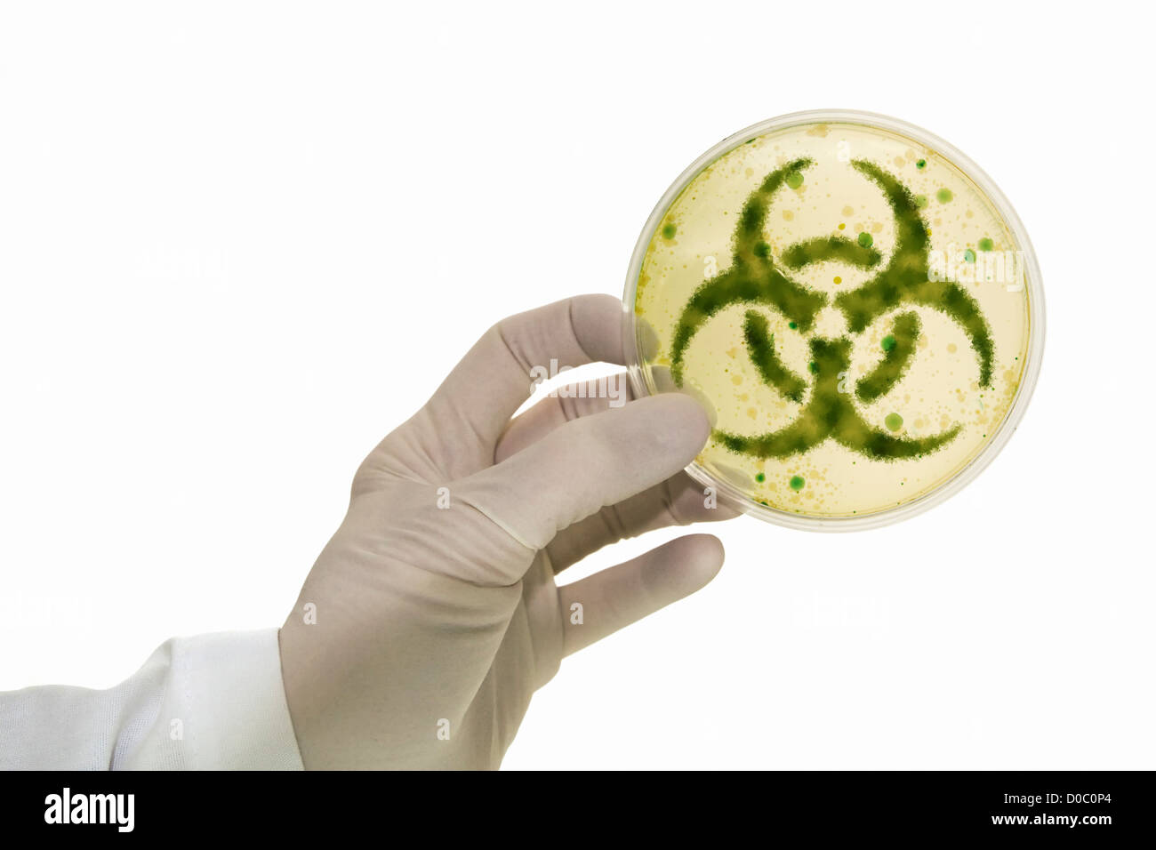Gloved Hand Holds Agar Plate with Biohazard Symbol Stock Photo - Alamy