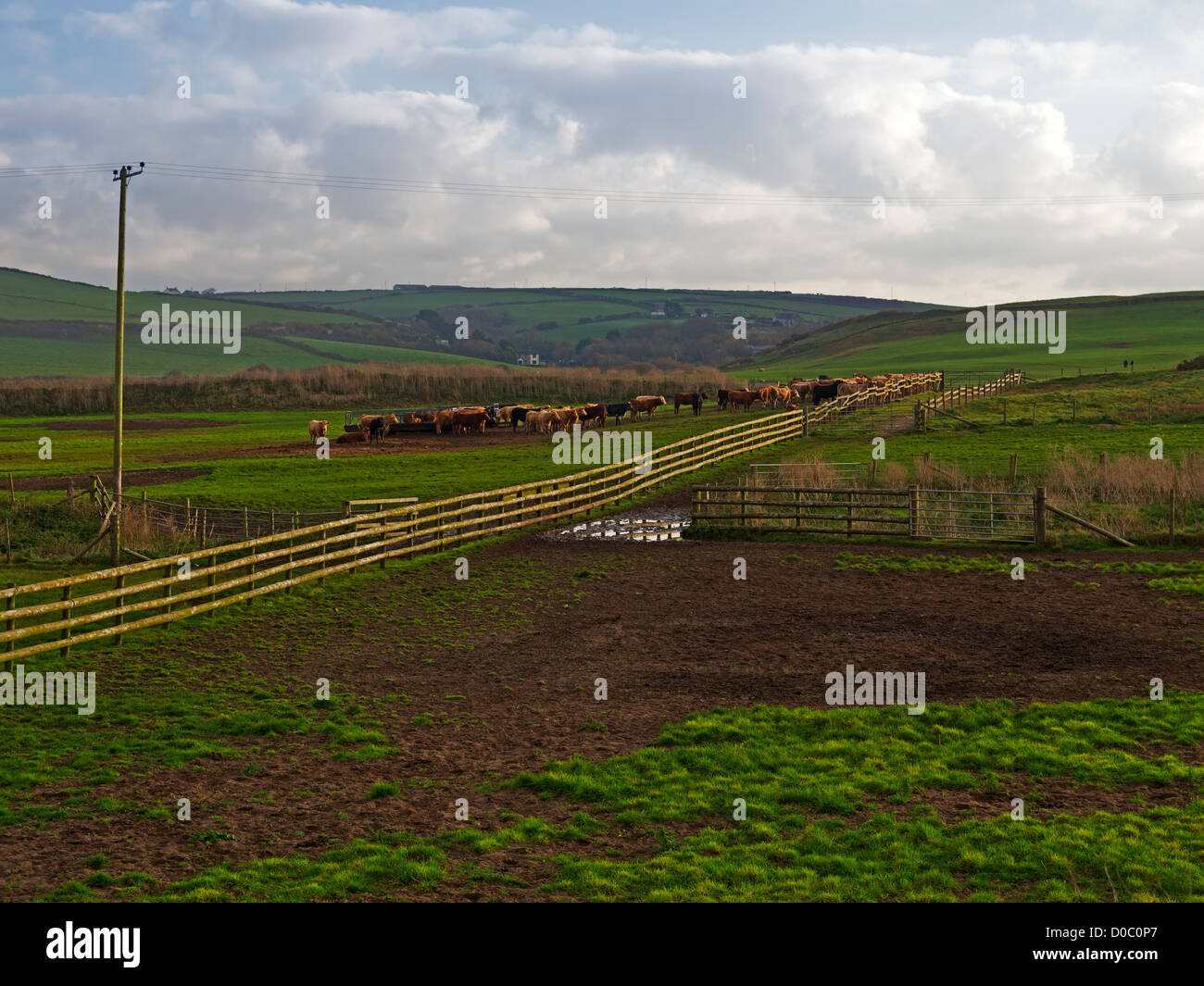 Cattle enclosure hi-res stock photography and images - Alamy