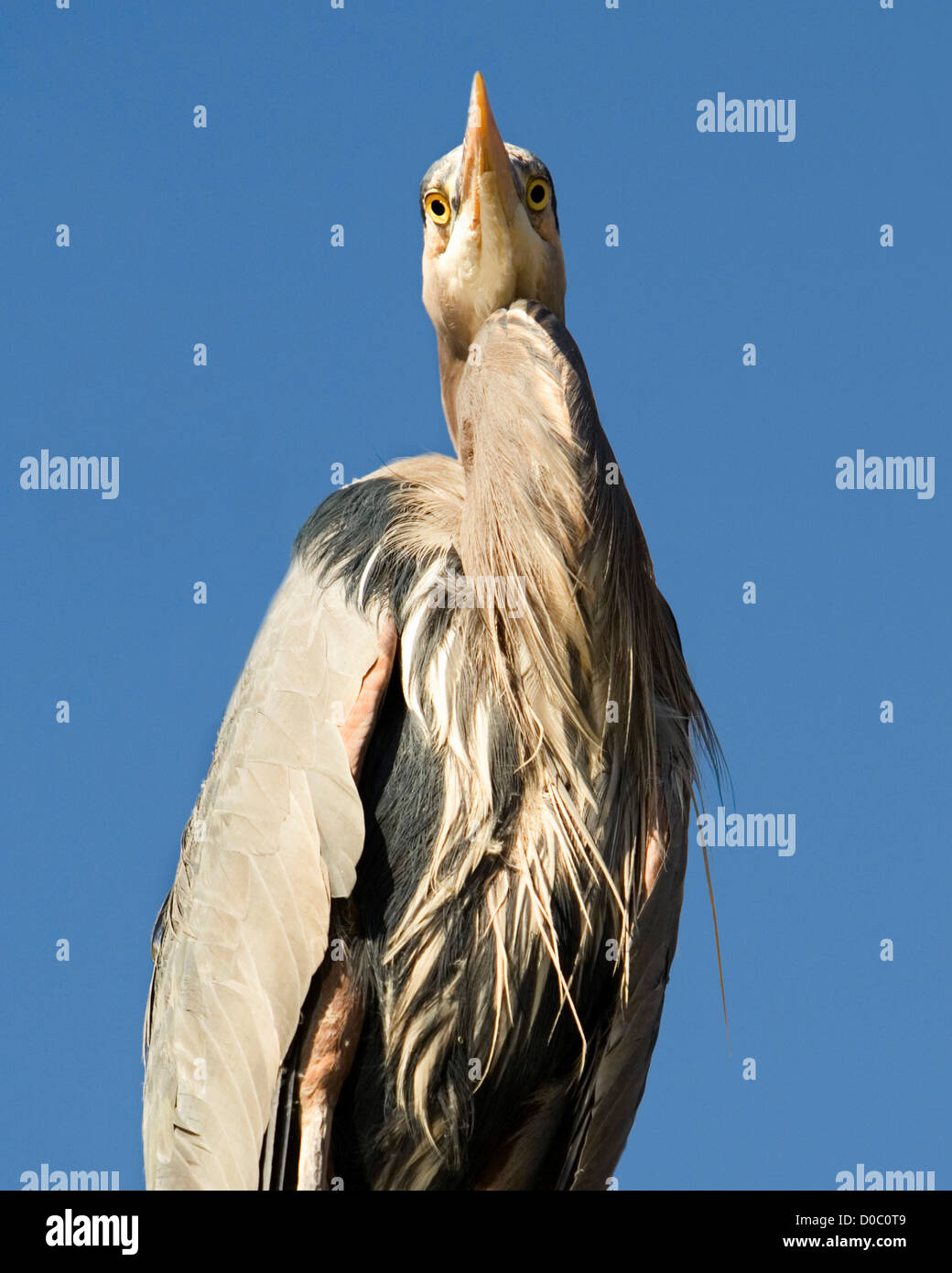 Bird looking down from tree hi-res stock photography and images - Alamy
