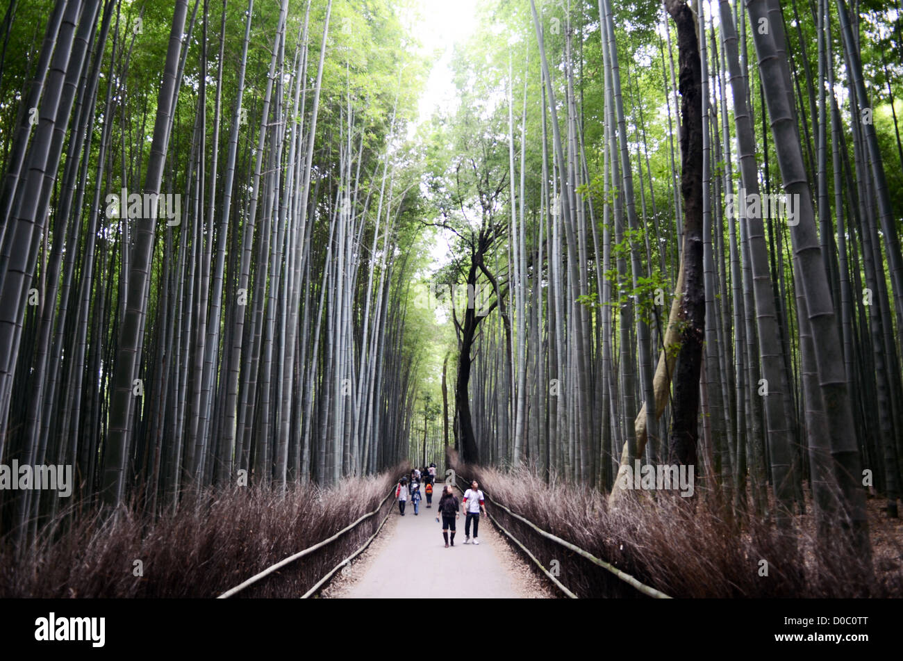 Arashiyama Bamboo Path through the Sagano Bamboo Forest Stock Photo - Alamy