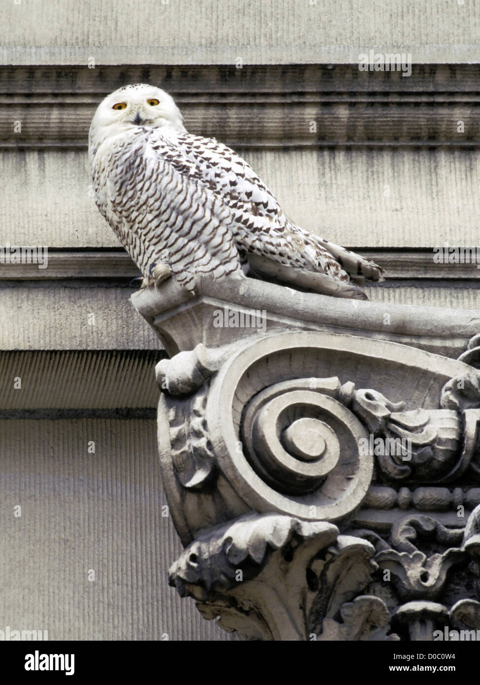 A Snowy Owl Atop a Column Stock Photo - Alamy