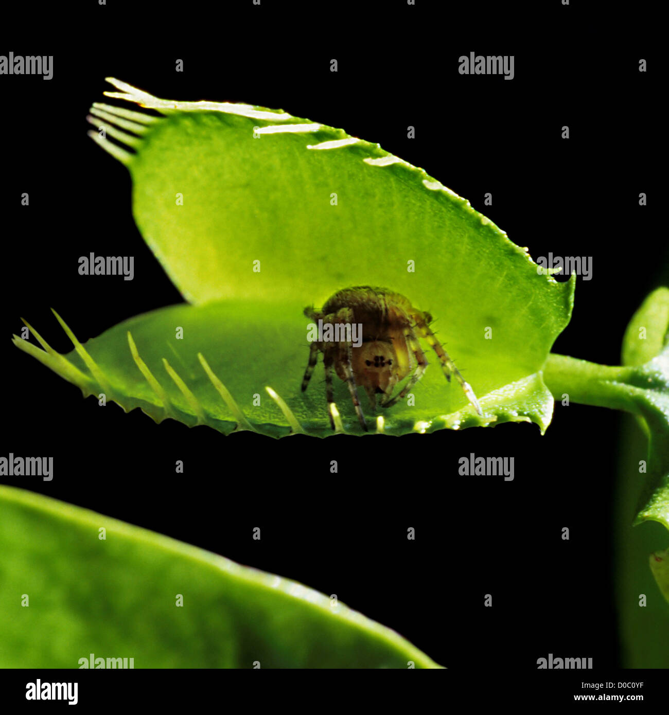 Image venus fly trap hi-res stock photography and images - Alamy