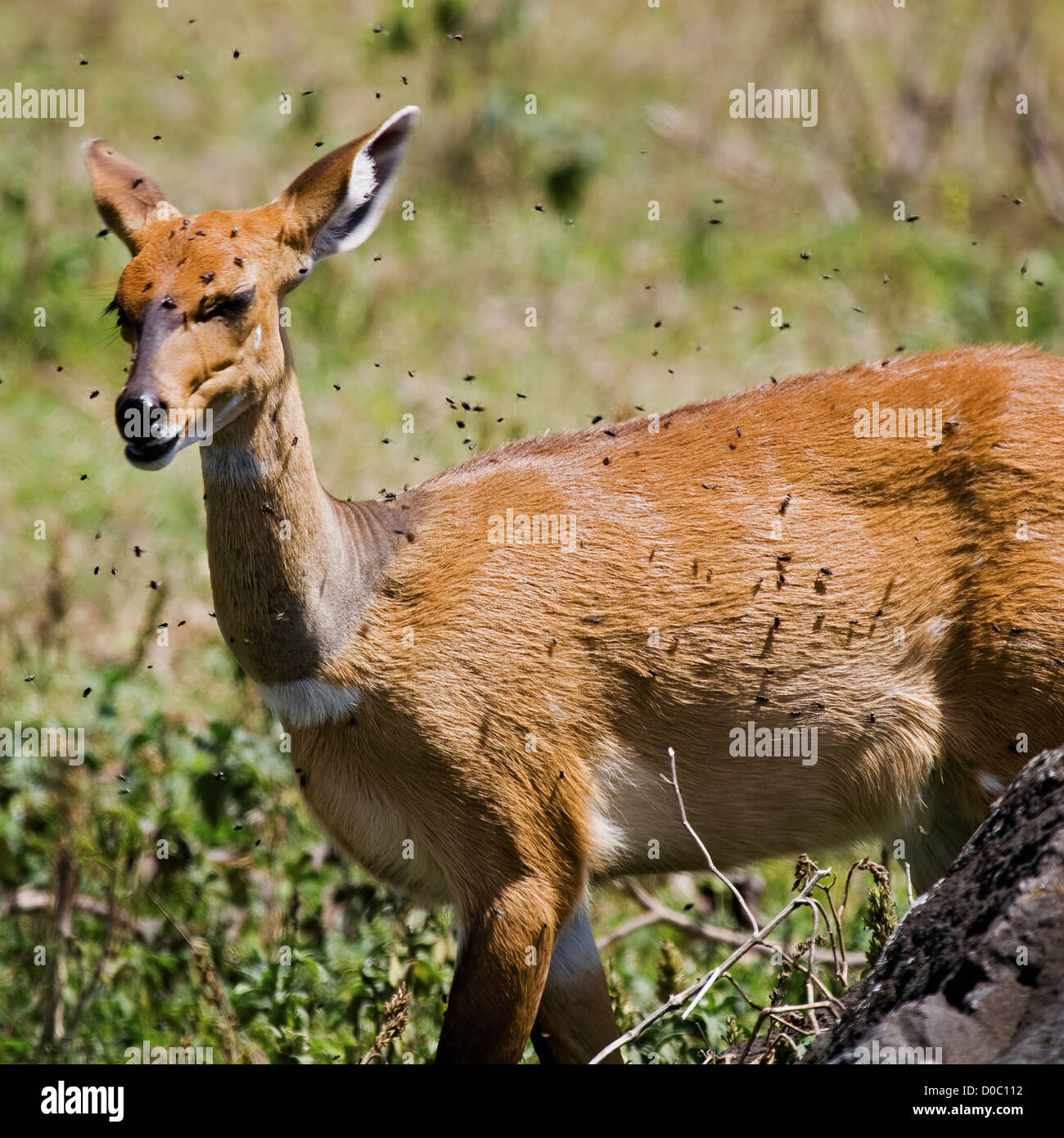 Female Bohor Reedbuck Stock Photo - Alamy
