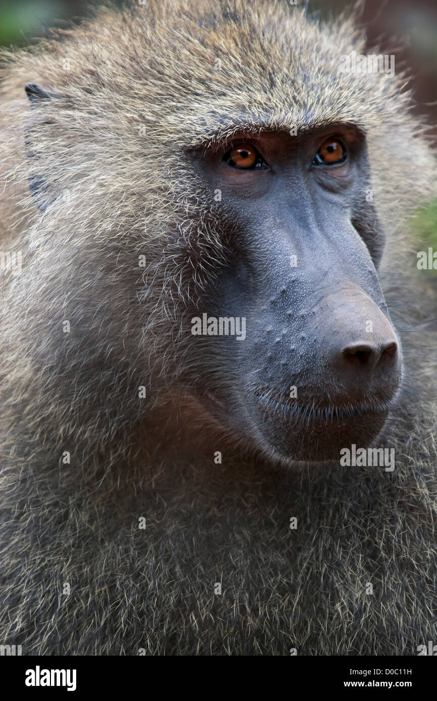 Male Olive Baboon Stock Photo - Alamy