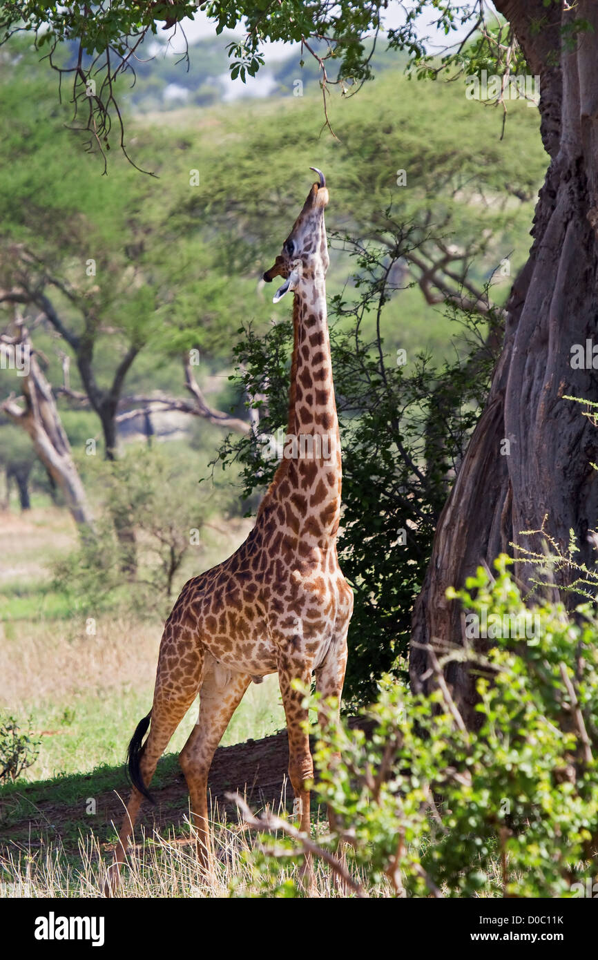 Young Female Giraffe Reaches for Branch Just Out of Reach Stock Photo ...