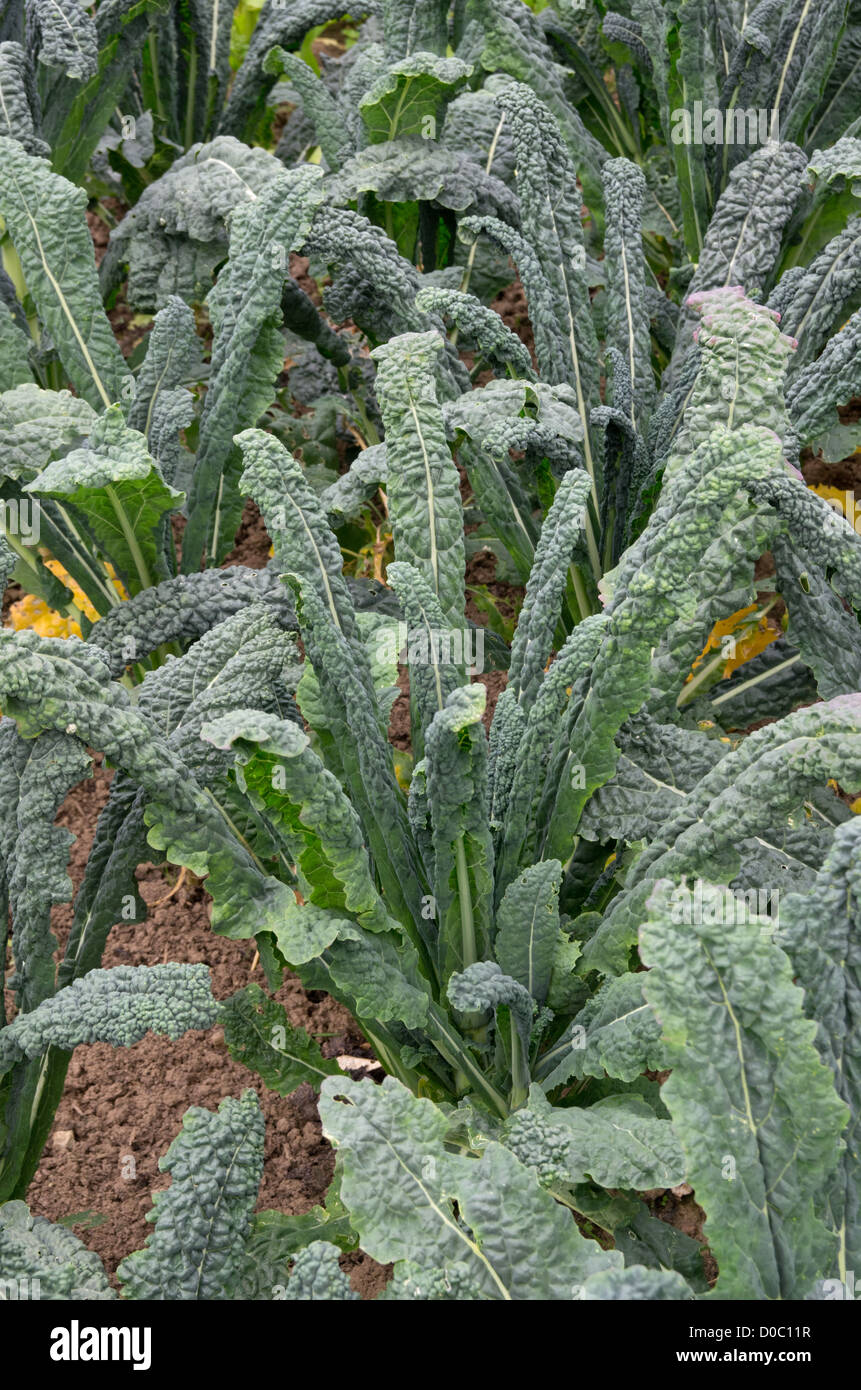 Borecole High Resolution Stock Photography and Images - Alamy