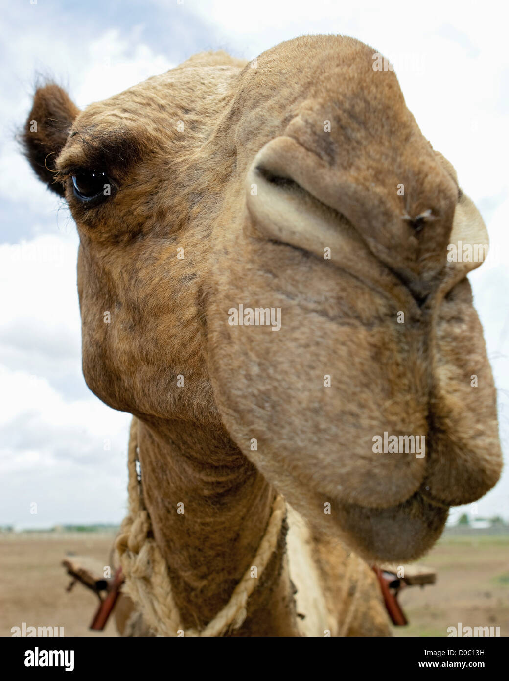 The Face of a Camel Stock Photo - Alamy