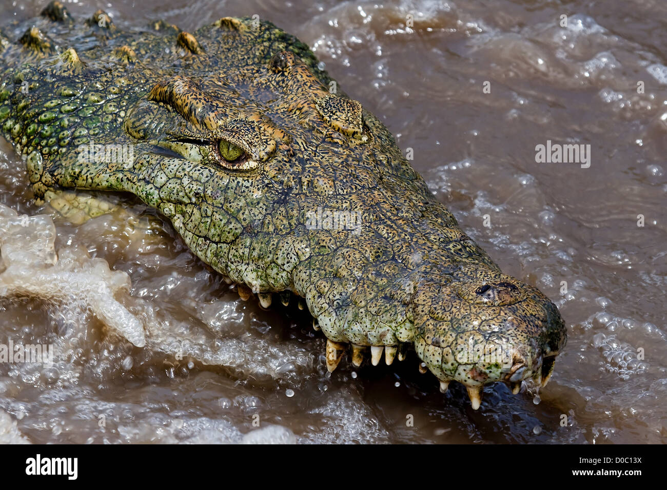 A Nile Crocodile Fishes in Turbulent Water Stock Photo - Alamy