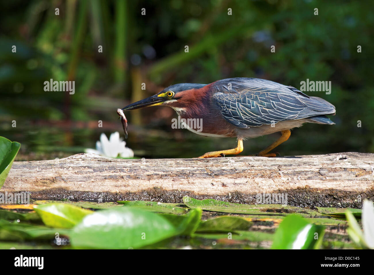 A Green Heron Successfully Catches a Fish Stock Photo - Alamy