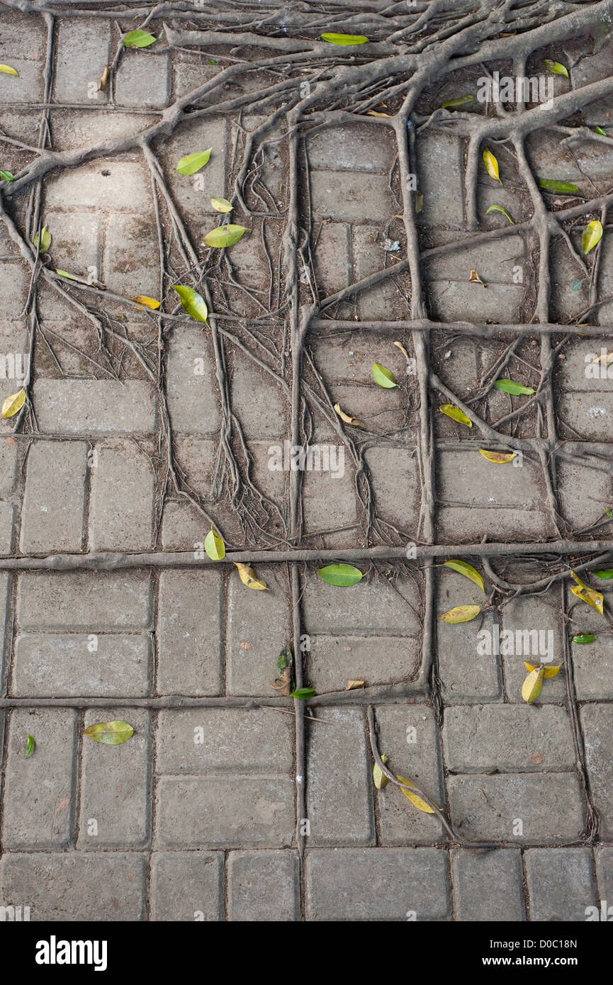 Strange roots hi-res stock photography and images - Alamy