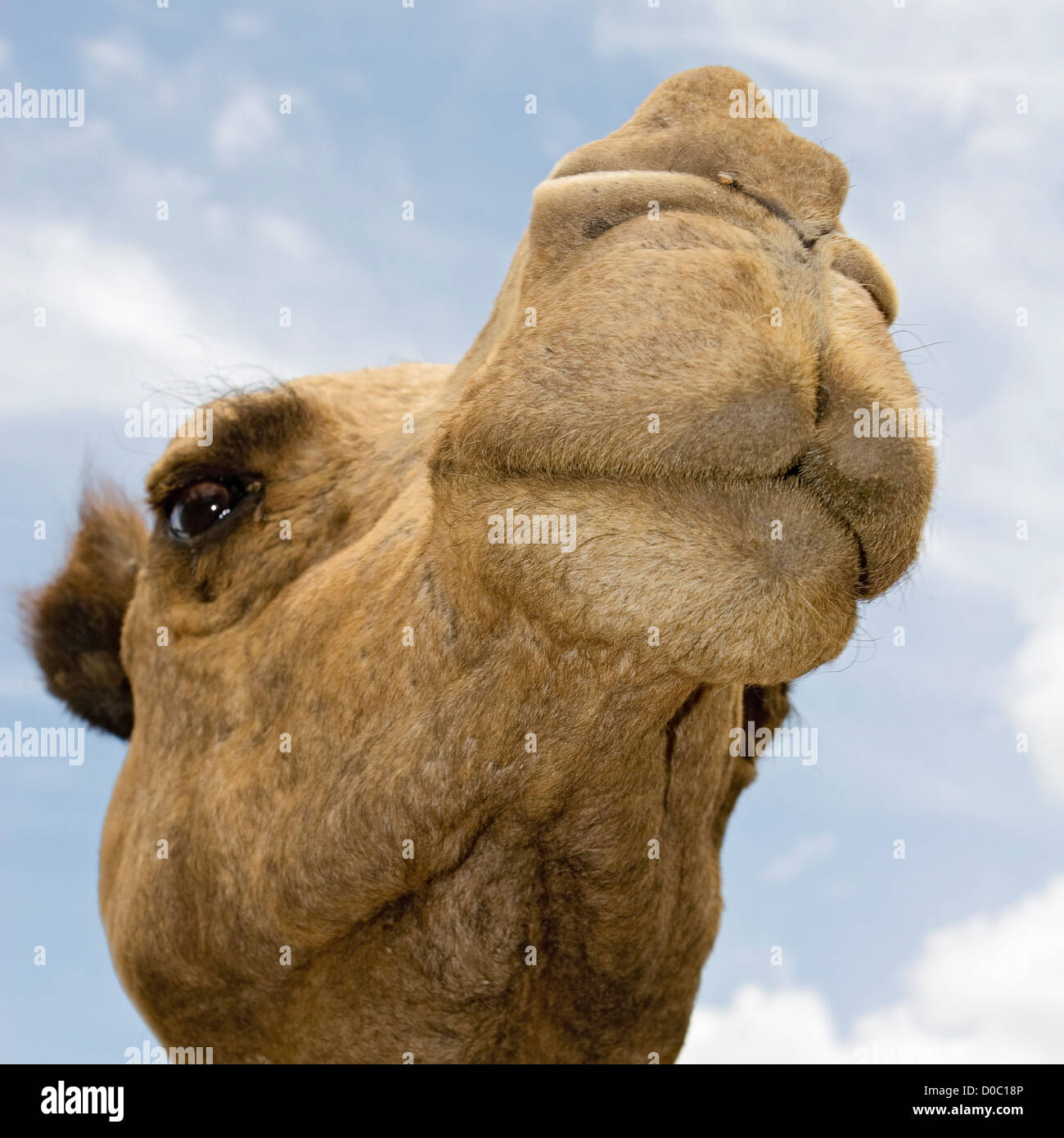 The Face of a Camel Stock Photo - Alamy