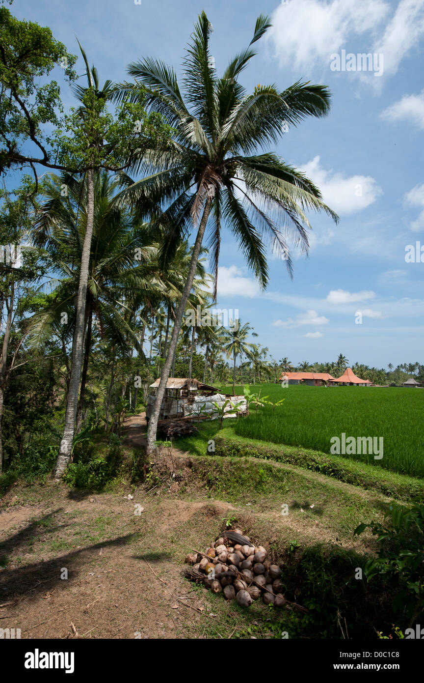 Abandoned old coconuts that have been rotten at the bottom of the ...