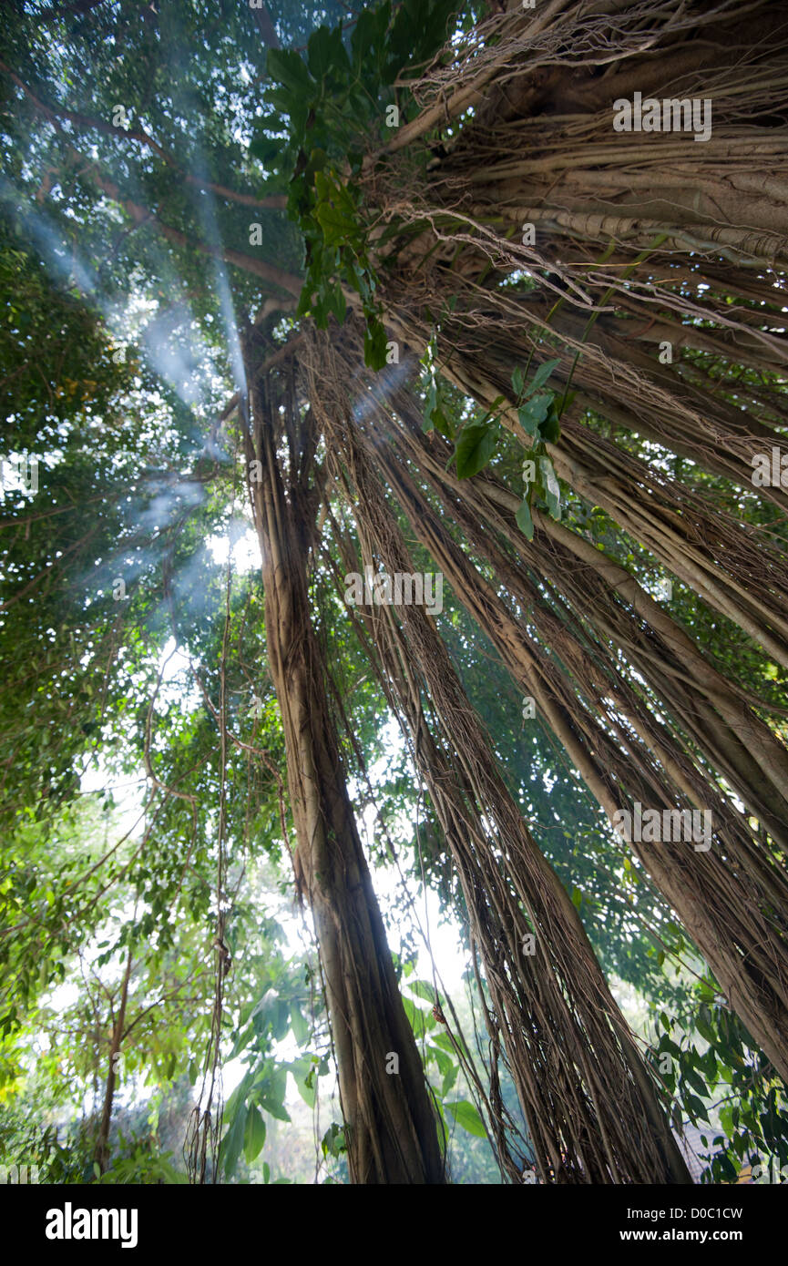 Giant roots hanging from the top of this great scale tree , as the sun ...