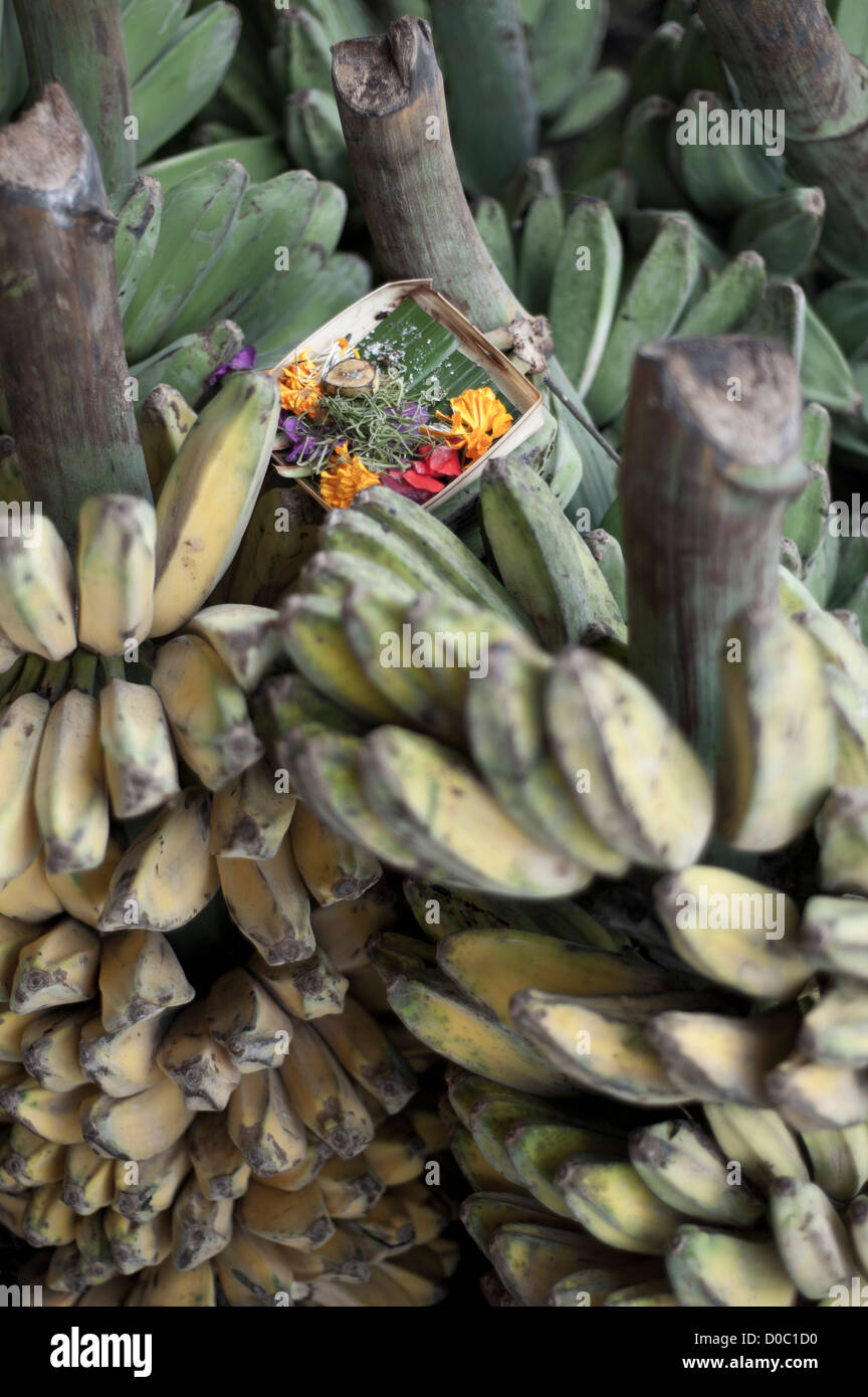 A detail of offering that has been placed in the middle of bananas at ...