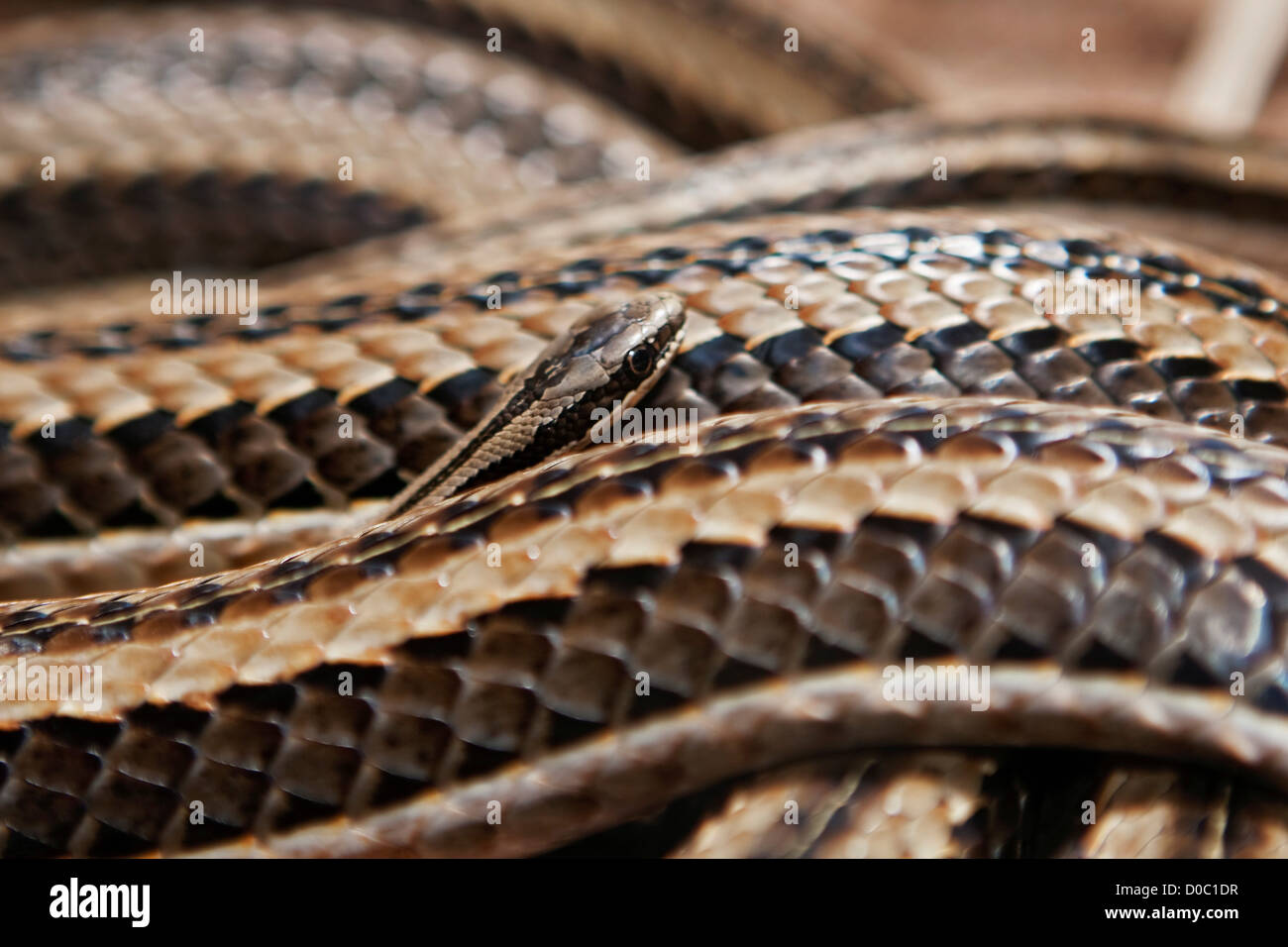 African House Snake Stock Photos & African House Snake Stock Images - Alamy