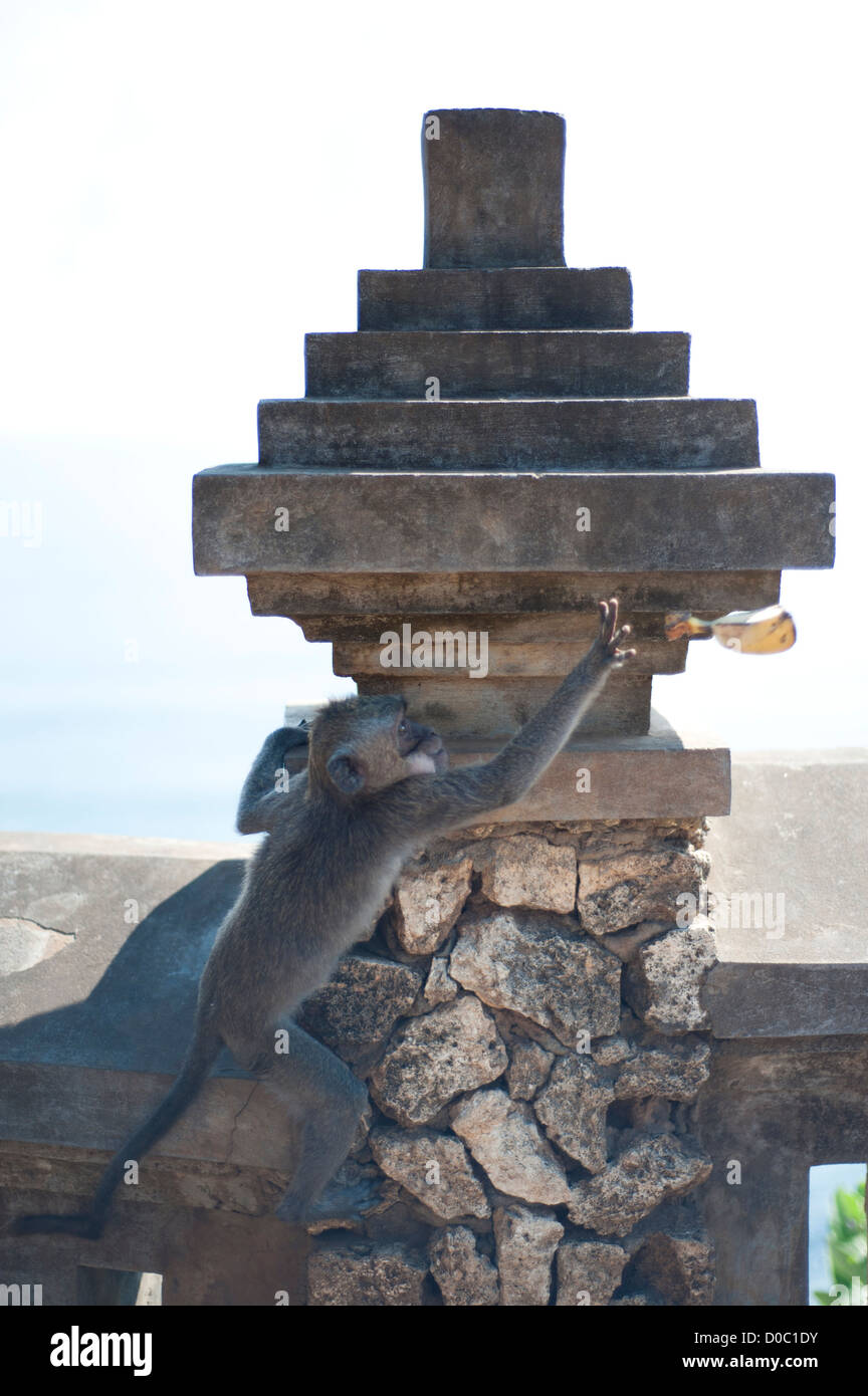 A skilled monkey grabbing a banana ,that a visitor kindly offers Stock ...