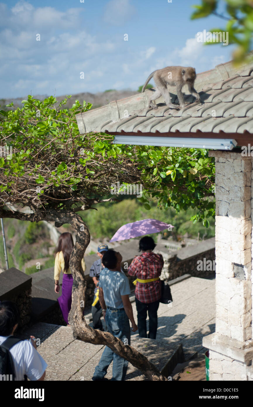 Monkey trouble hi-res stock photography and images - Alamy