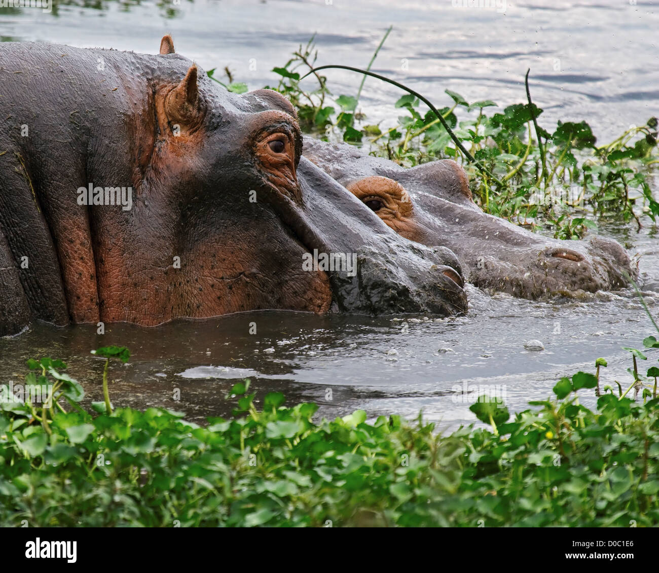 Two Hippos Wade in a Marsh in Ngorongoro Crater Stock Photo - Alamy