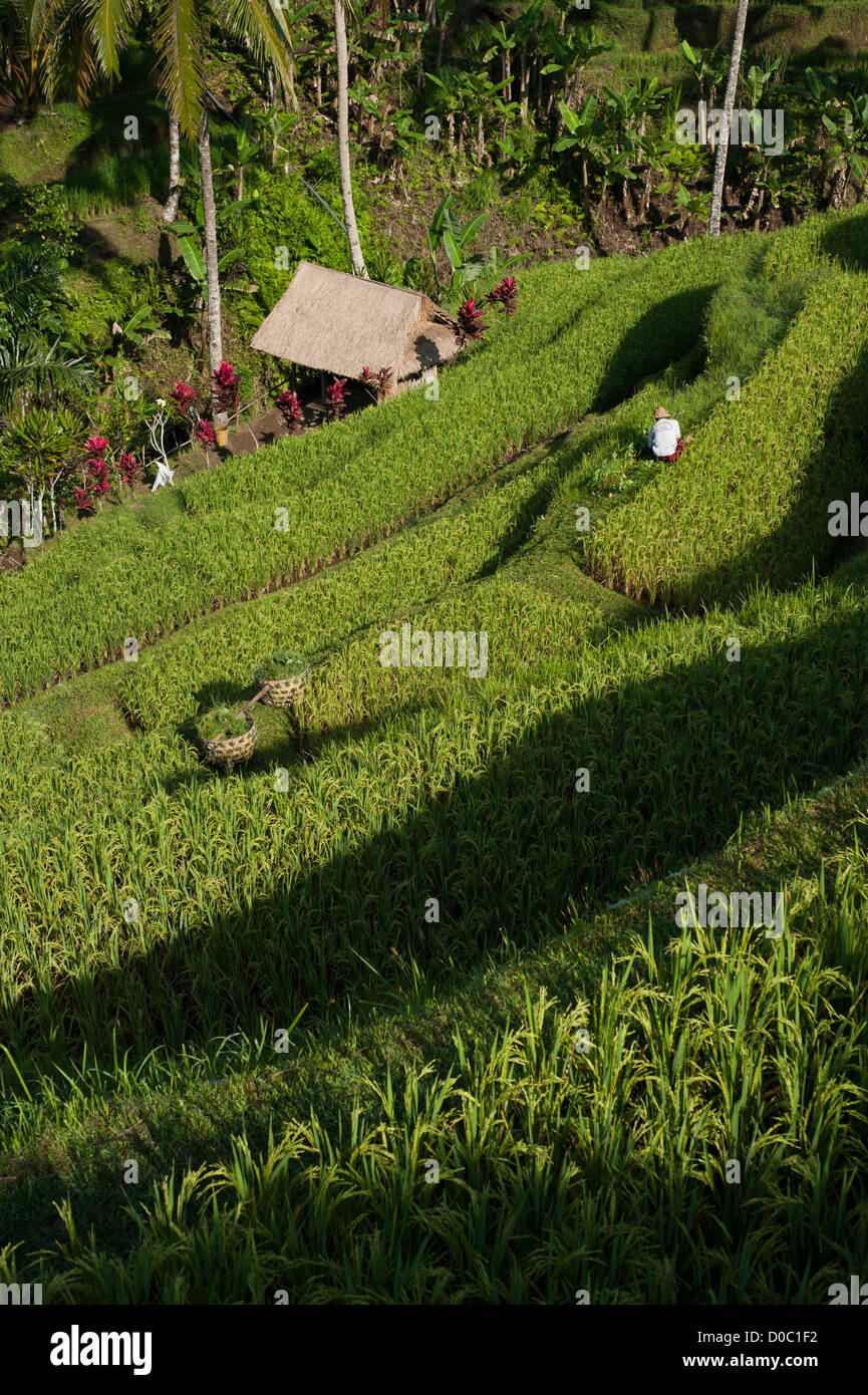 Curves of rice terraces with a little house and a farmer taking care of ...