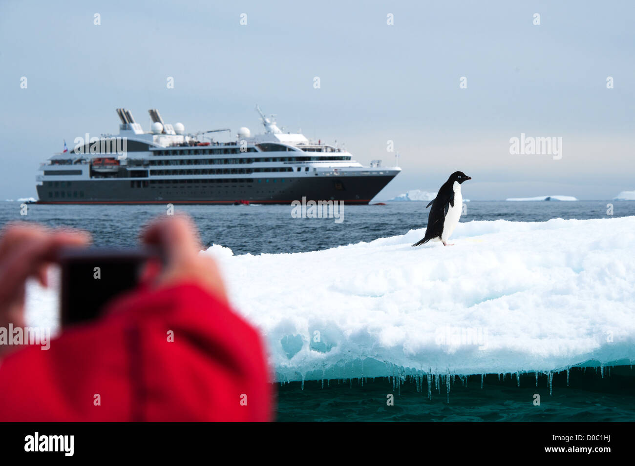 Penguins traveling on the iceberg, cruise ship on the background Stock ...