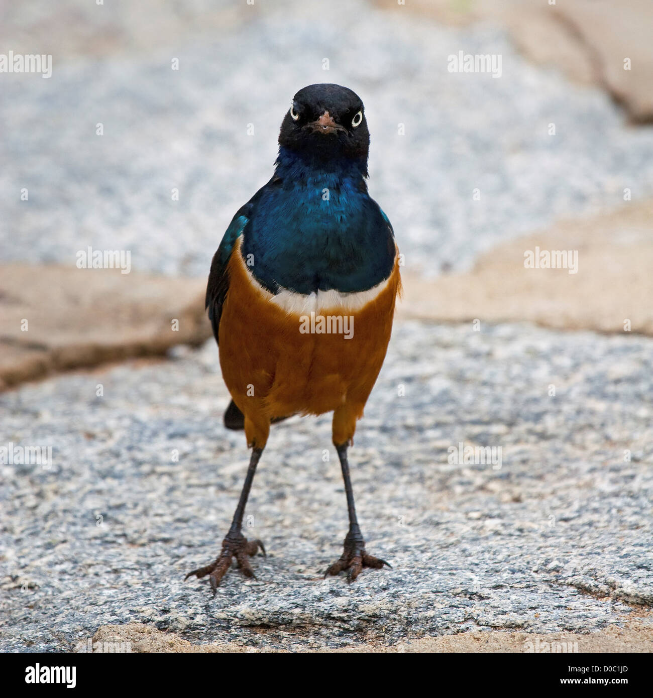 Confronted animals hi-res stock photography and images - Alamy