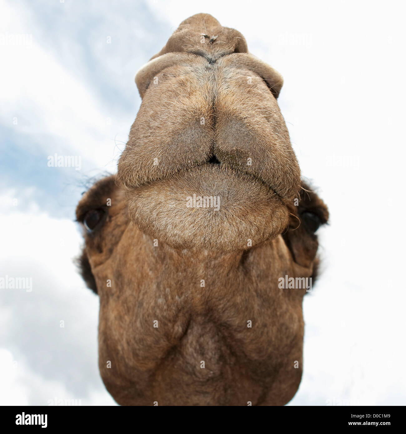 Camel nostril hi-res stock photography and images - Alamy