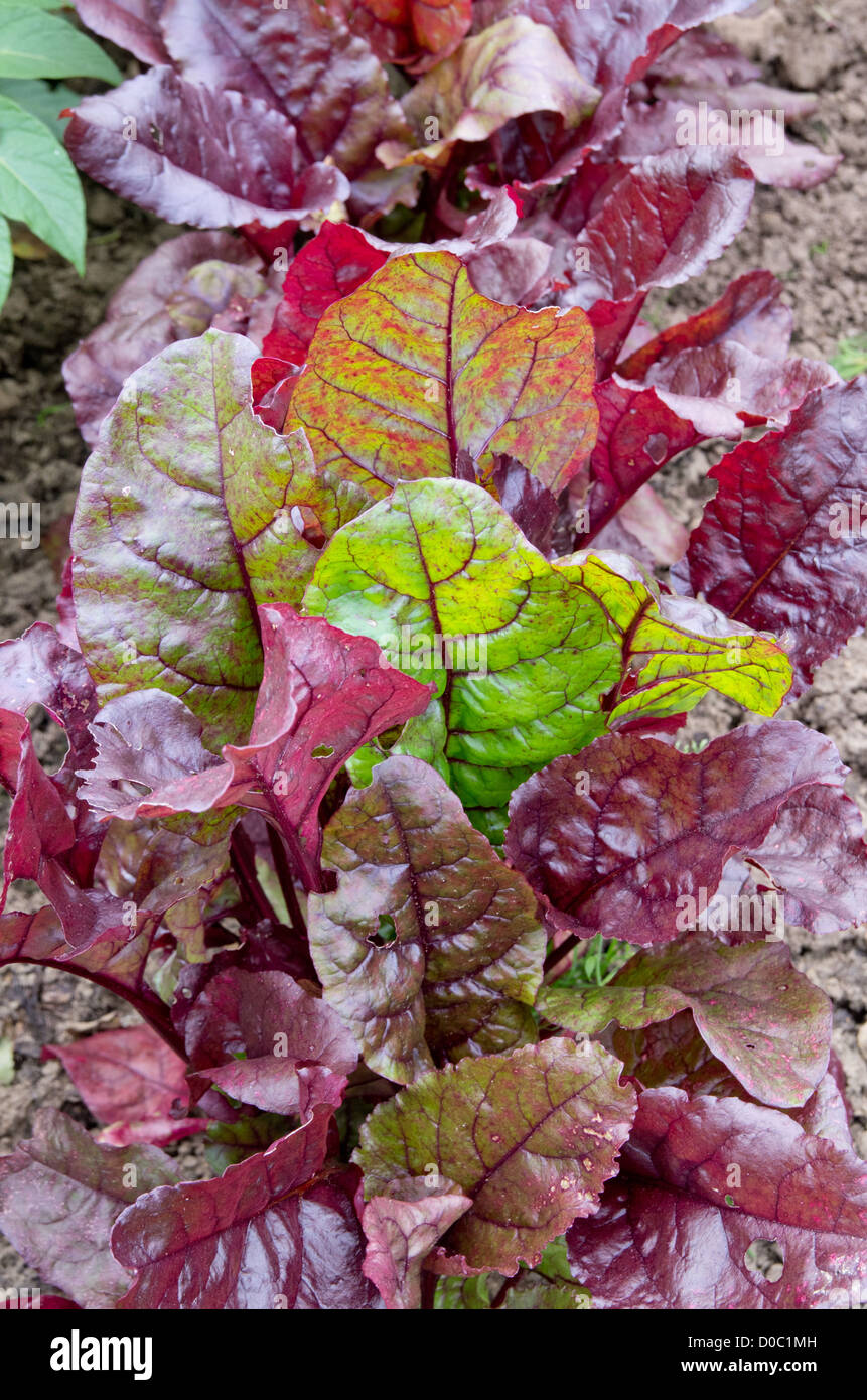 Leaf beet ‘bull’s blood’ hi-res stock photography and images - Alamy