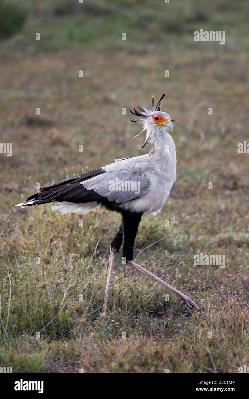 A Secretary Bird Hunts for Snakes Stock Photo - Alamy