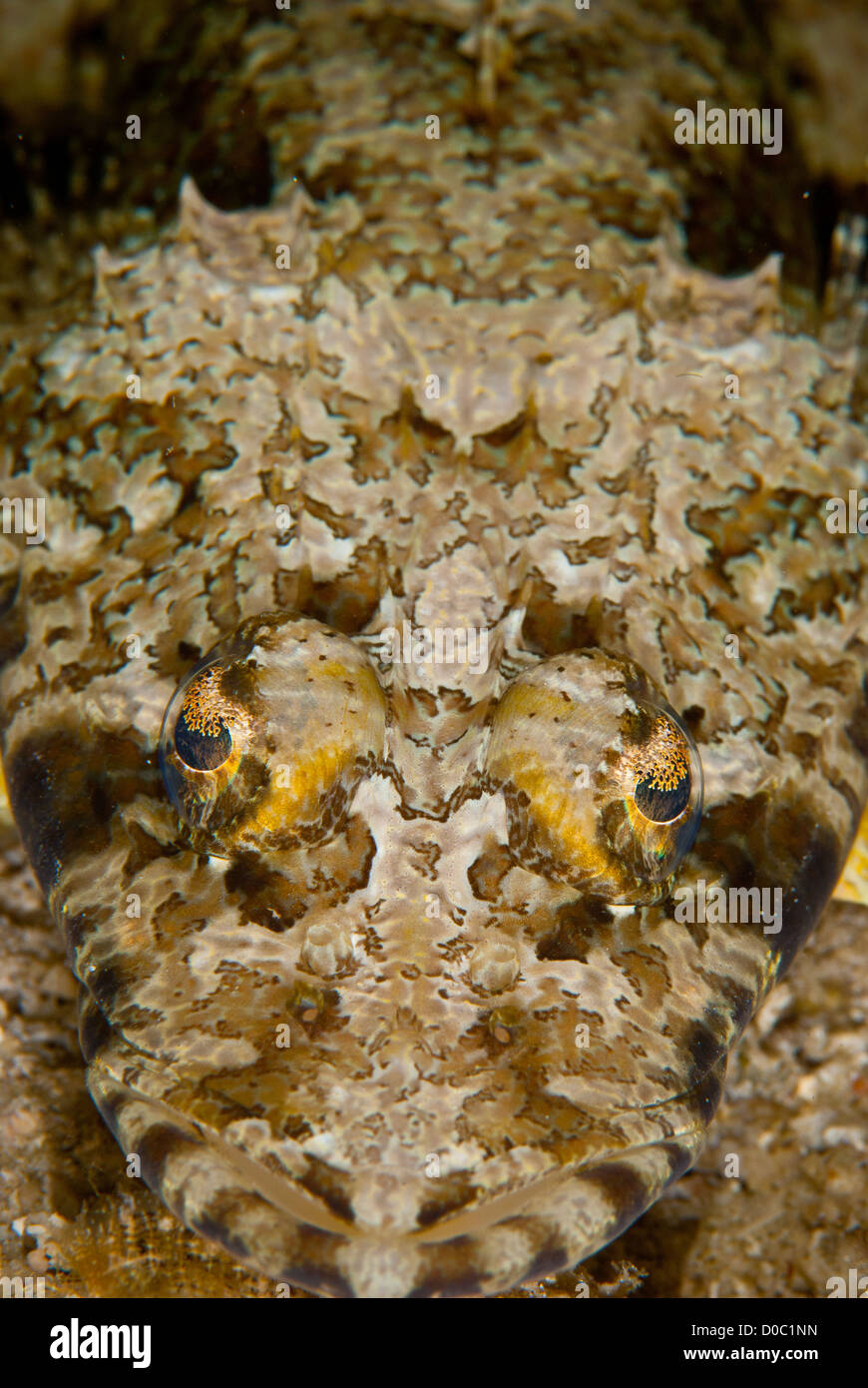 This crocodile fish was photographed during a night Dive at Wainilu in ...