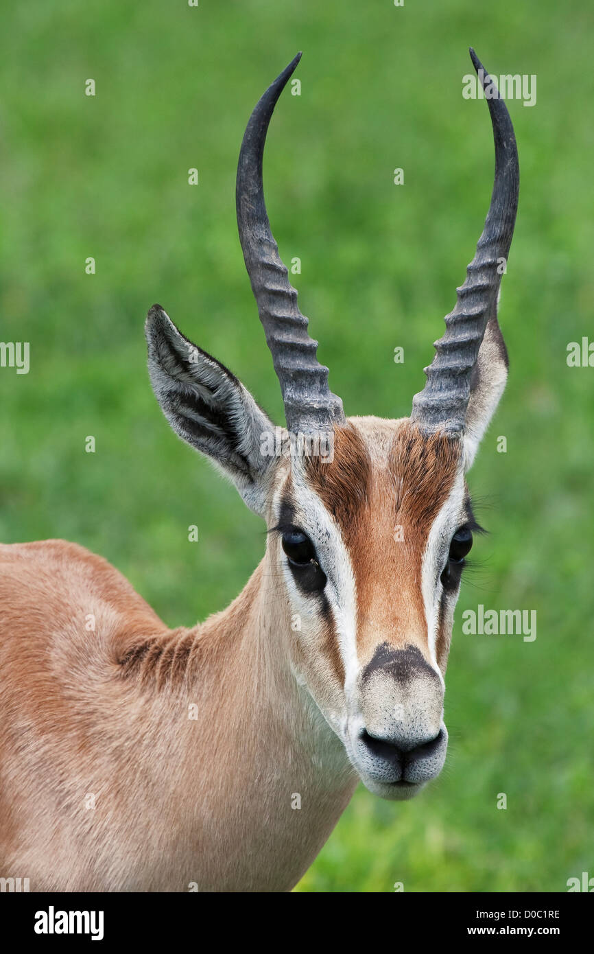 Gazelle face hi-res stock photography and images - Alamy