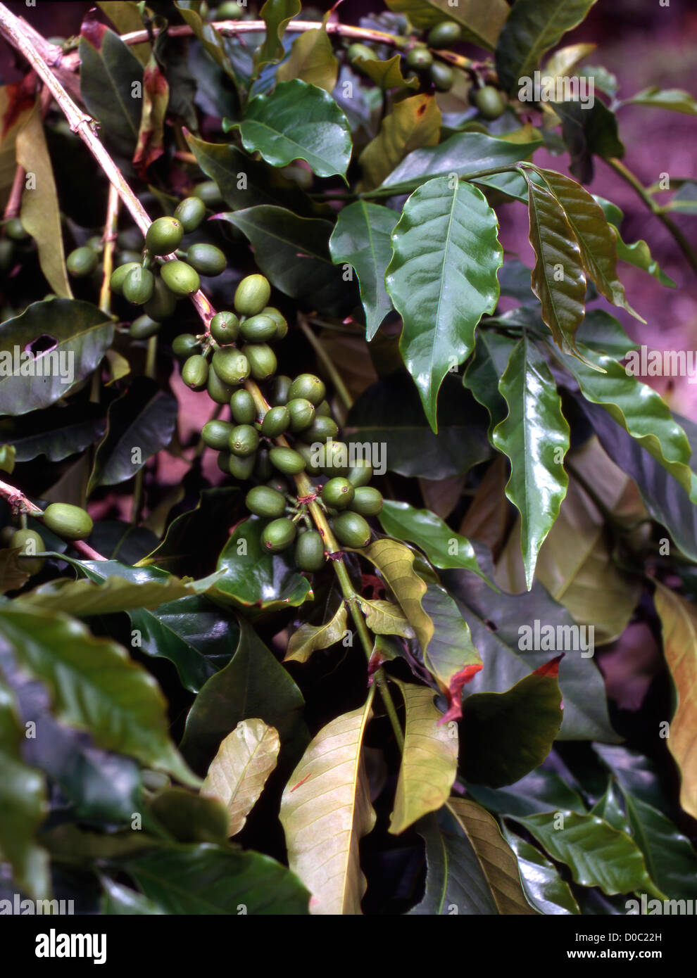 Kona coffee tree hi-res stock photography and images - Alamy
