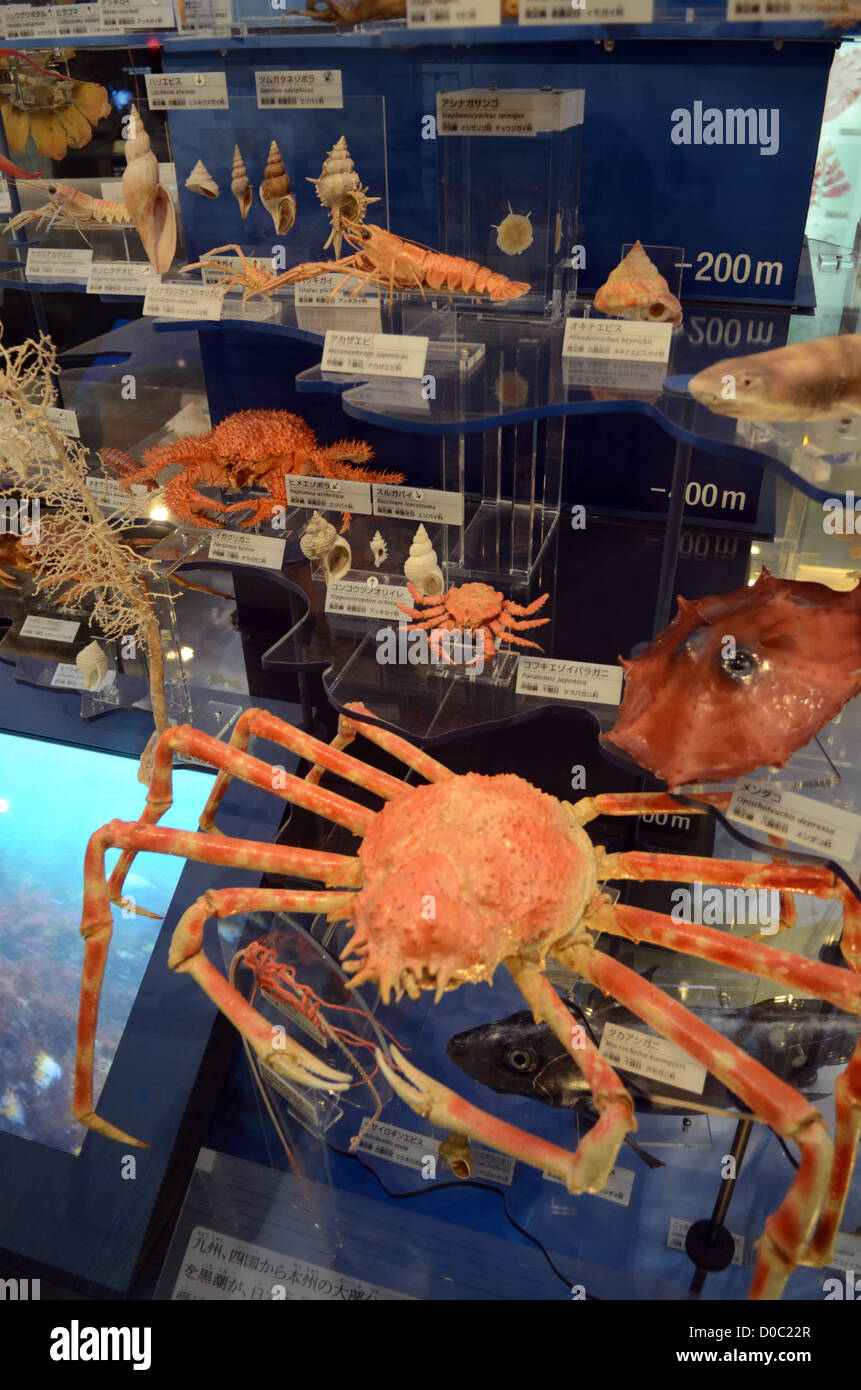 National Museum of Nature and Science, Tokyo Stock Photo - Alamy