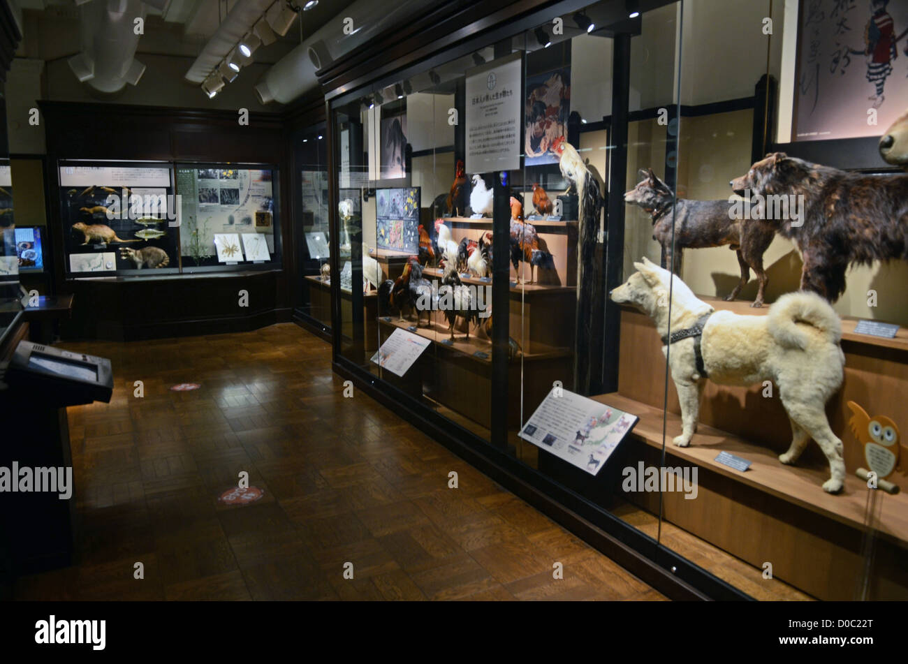 National Museum of Nature and Science, Tokyo Stock Photo - Alamy