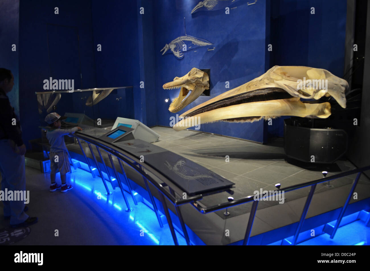 National Museum of Nature and Science, Tokyo Stock Photo - Alamy