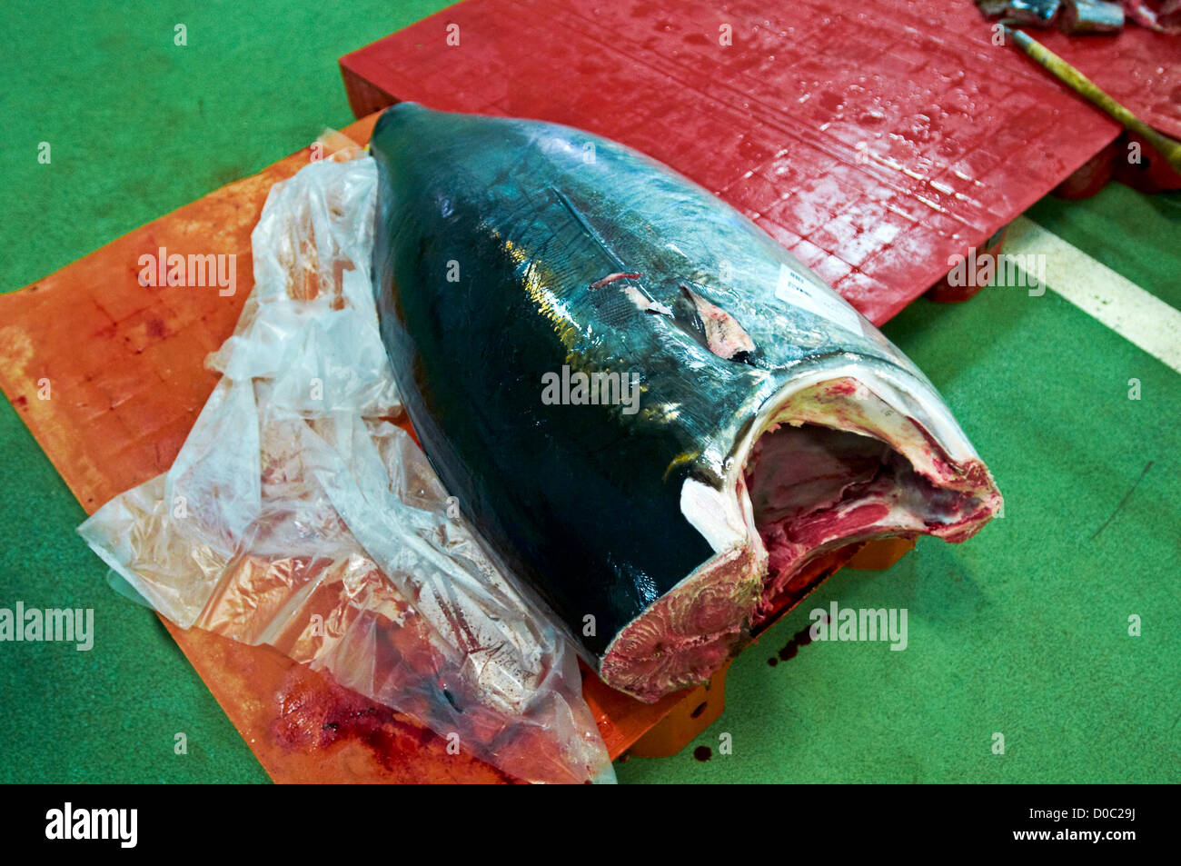 -Red Tuna- Fishes' Factories Stock Photo - Alamy