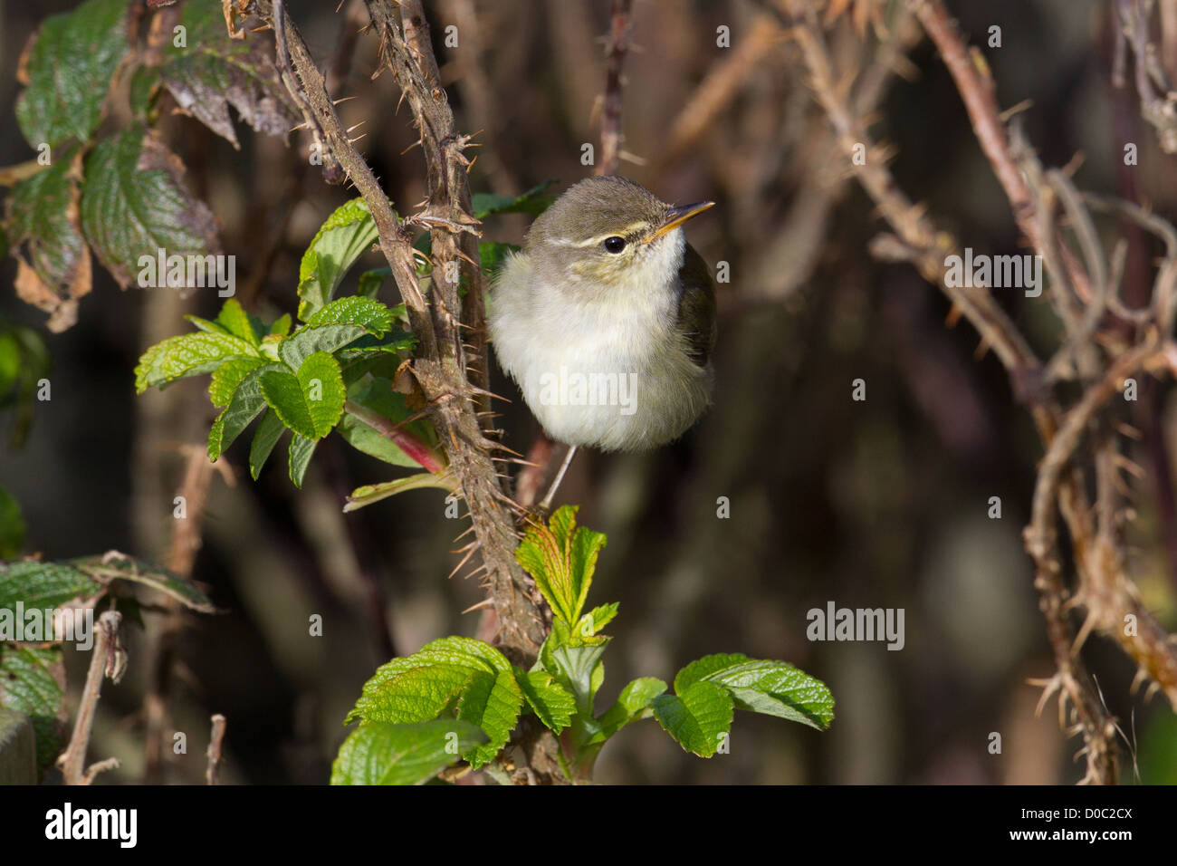 Arctic Warbler Phylloscopus borealis Shetland Scotland UK Stock Photo ...