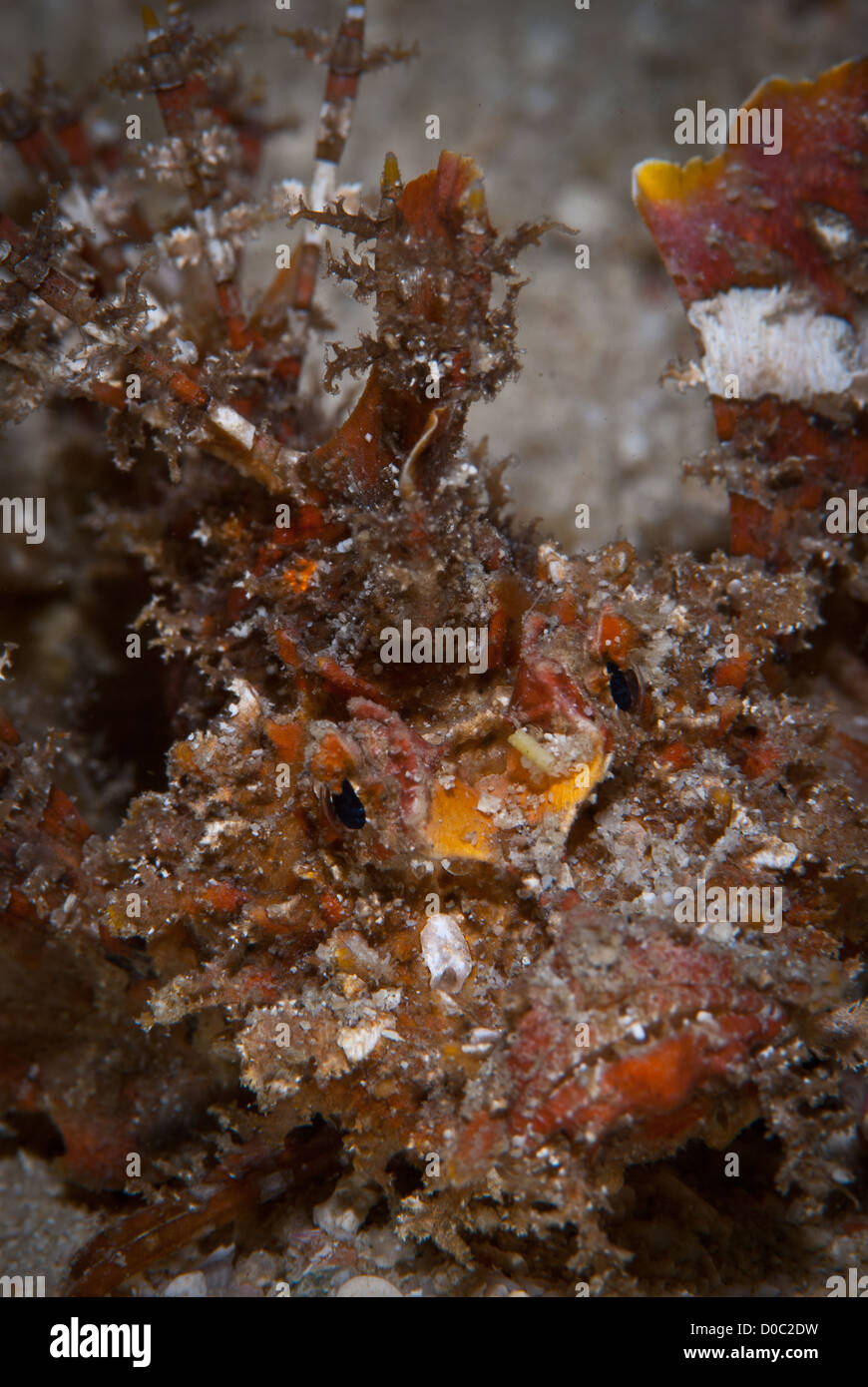 Devilfish hi-res stock photography and images - Alamy